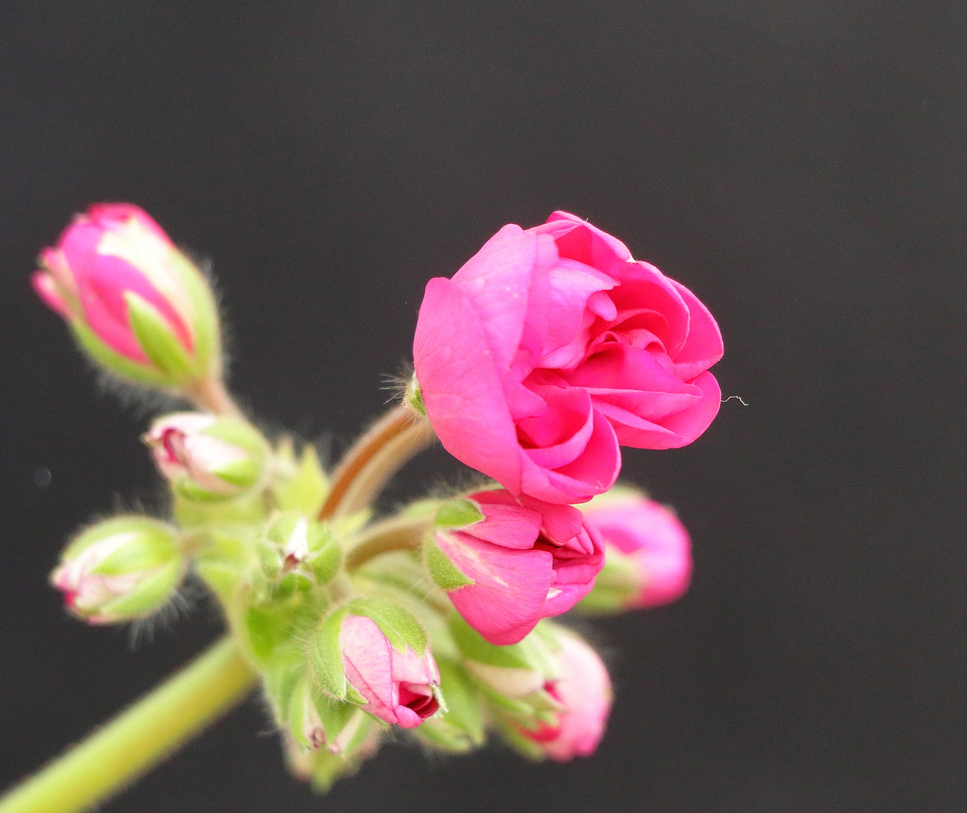 2d Flower Photos, Download The BEST Free 2d Flower Stock Photos & HD Images
