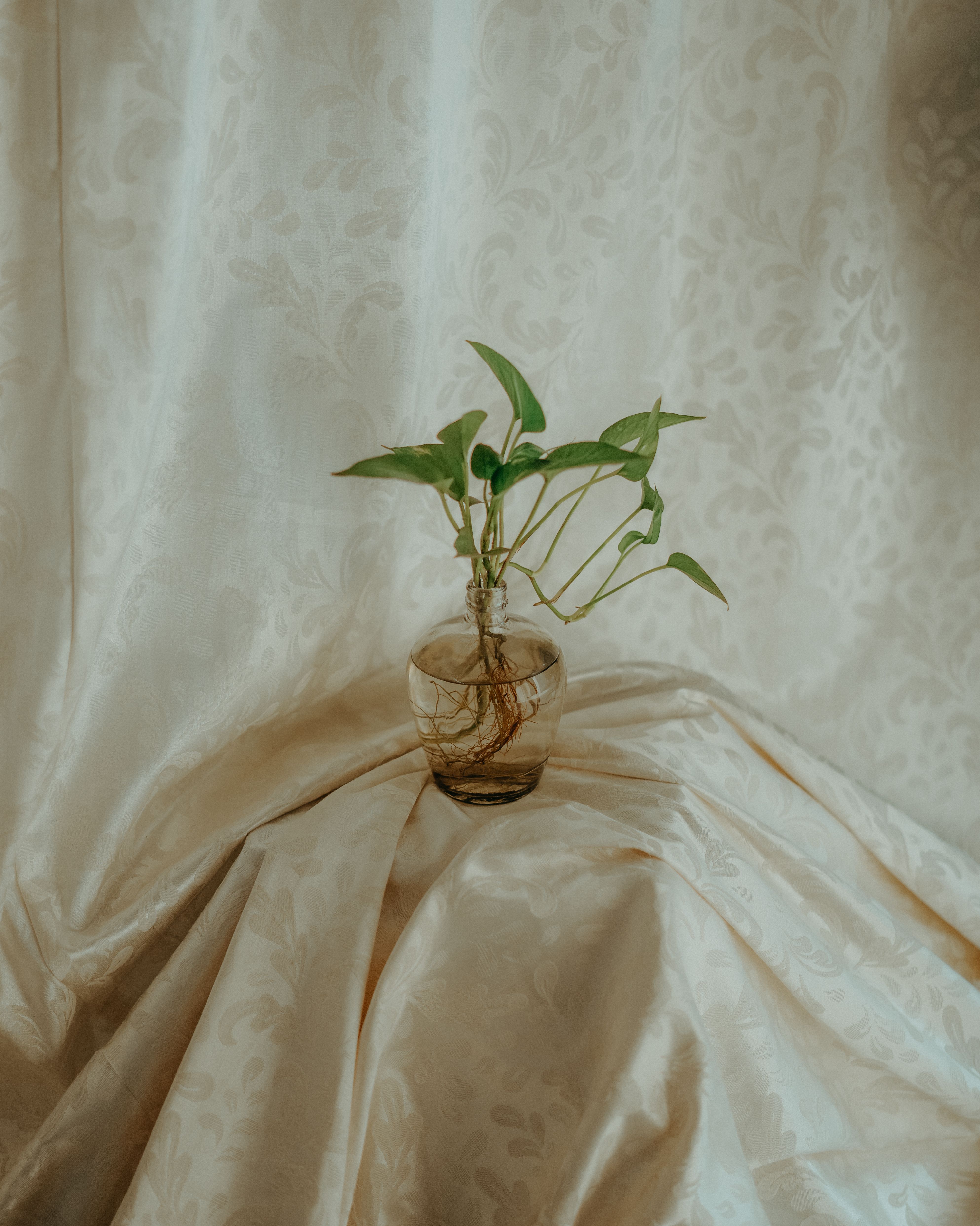Minimalistic Plant in Glass Vase with Draped Fabric · Free Stock Photo
