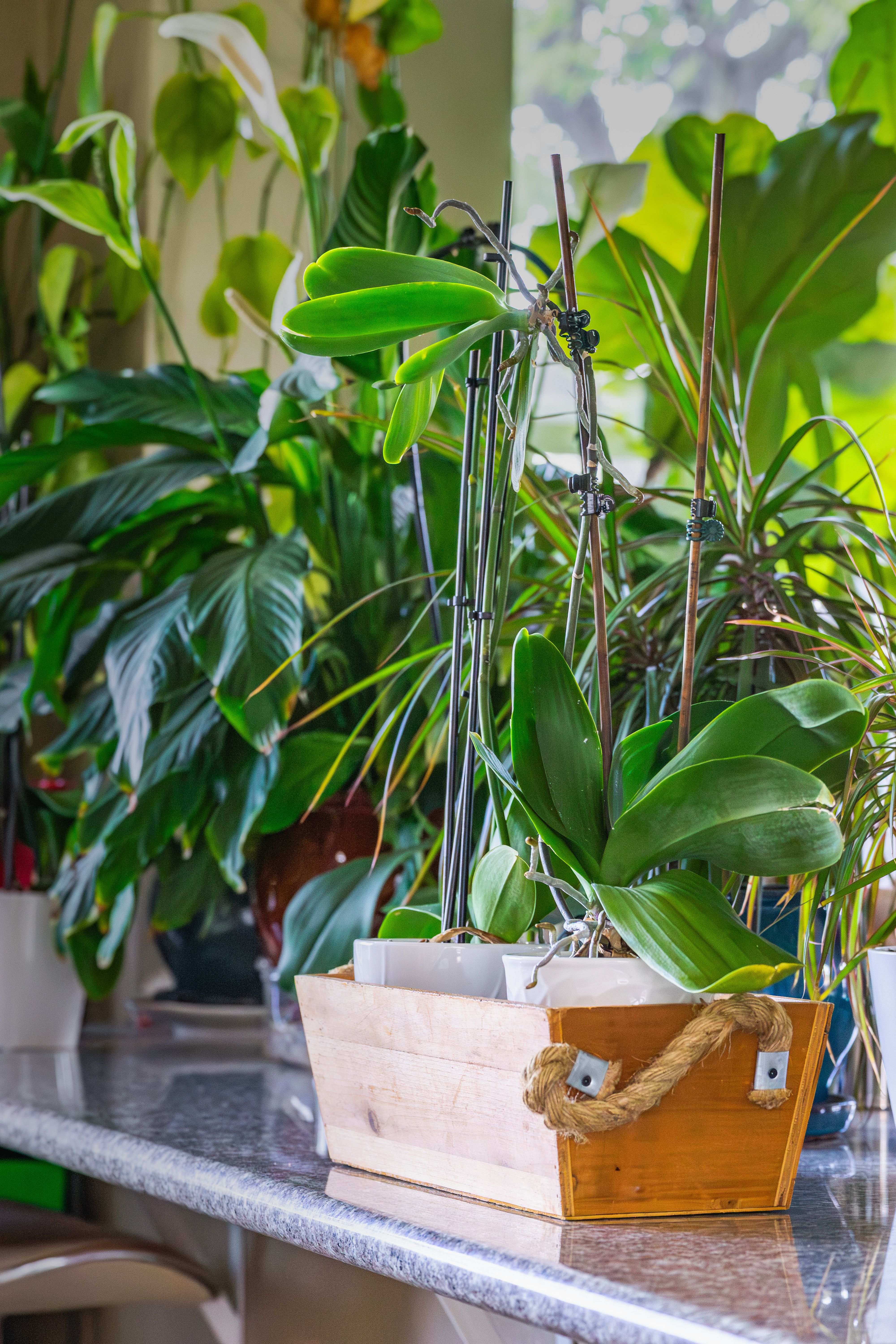 Indoor Garden with Lush Green Houseplants · Free Stock Photo
