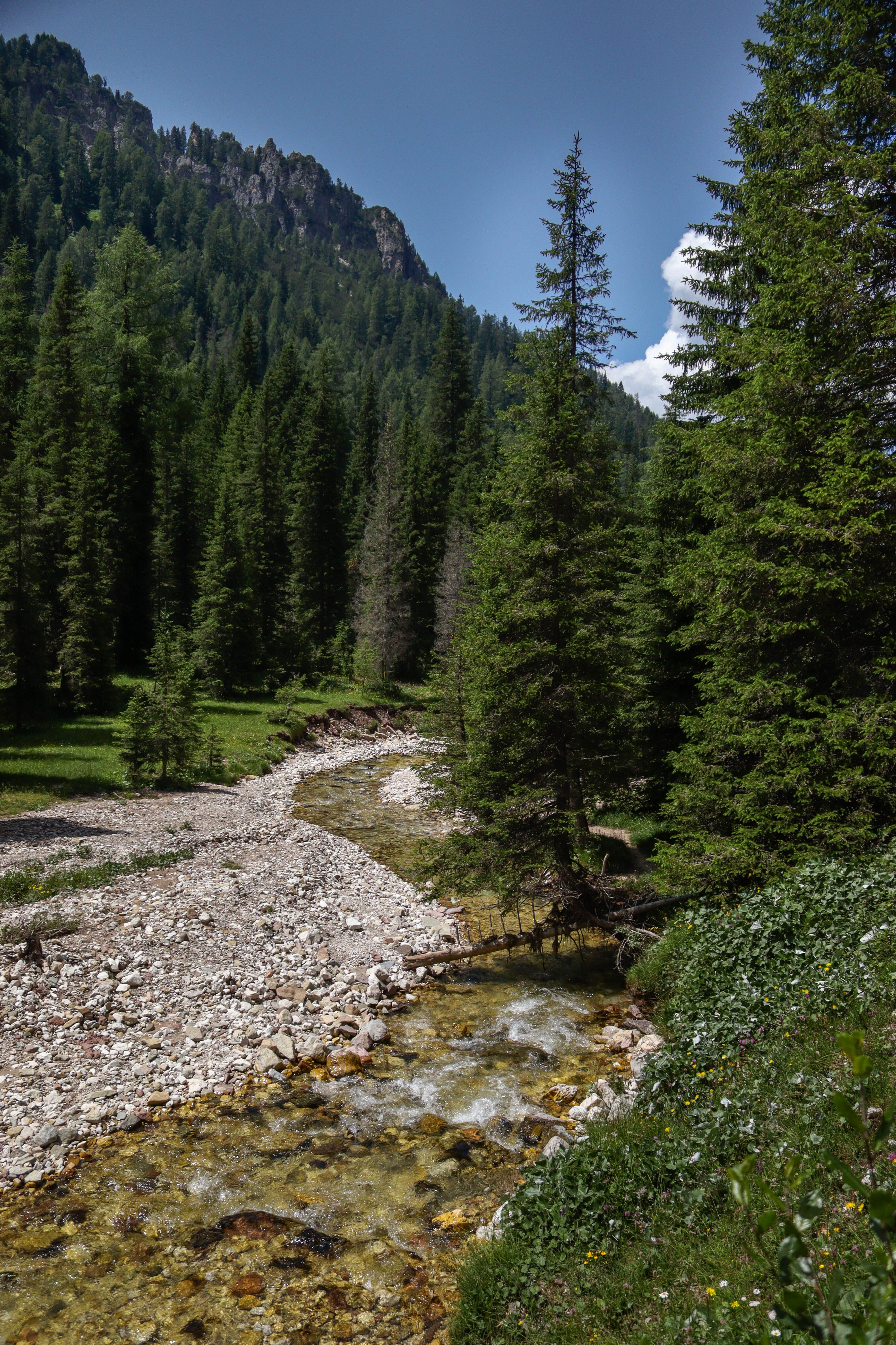 Scenic Mountain Stream in Lush Forest Landscape · Free Stock Photo