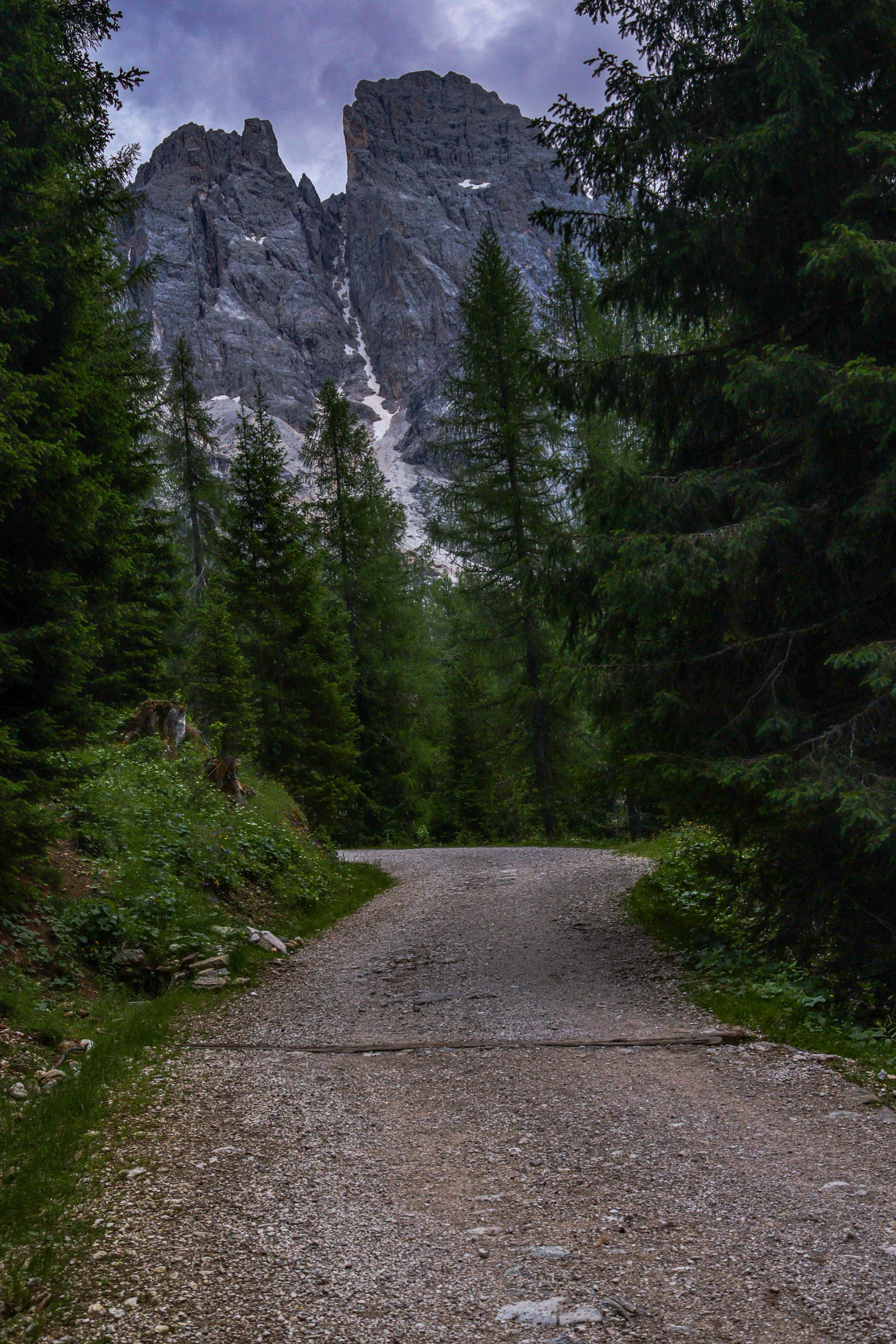Scenic Mountain Path in Lush Evergreen Forest · Free Stock Photo