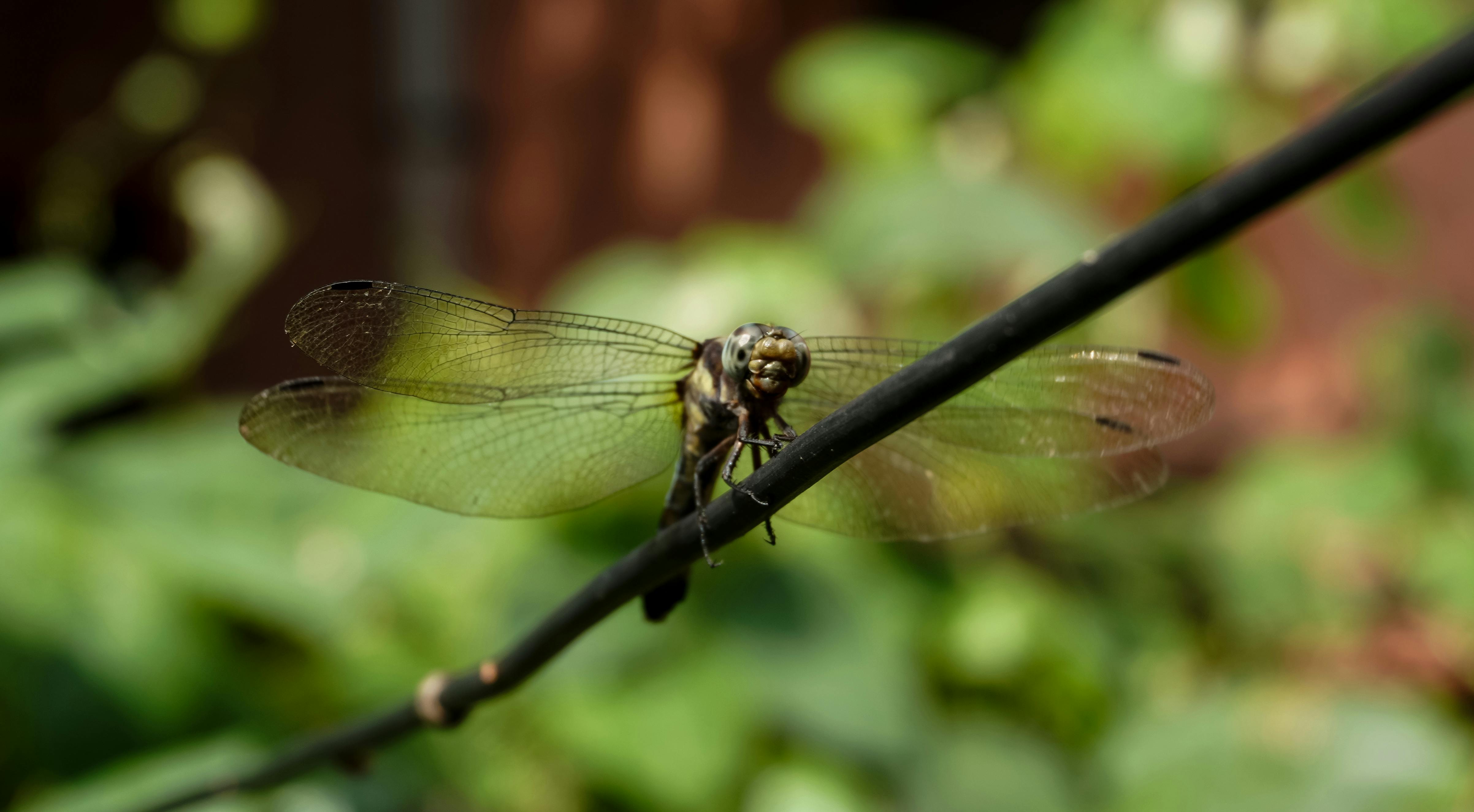 Outdoor Insects Photos, Download The BEST Free Outdoor Insects Stock ...