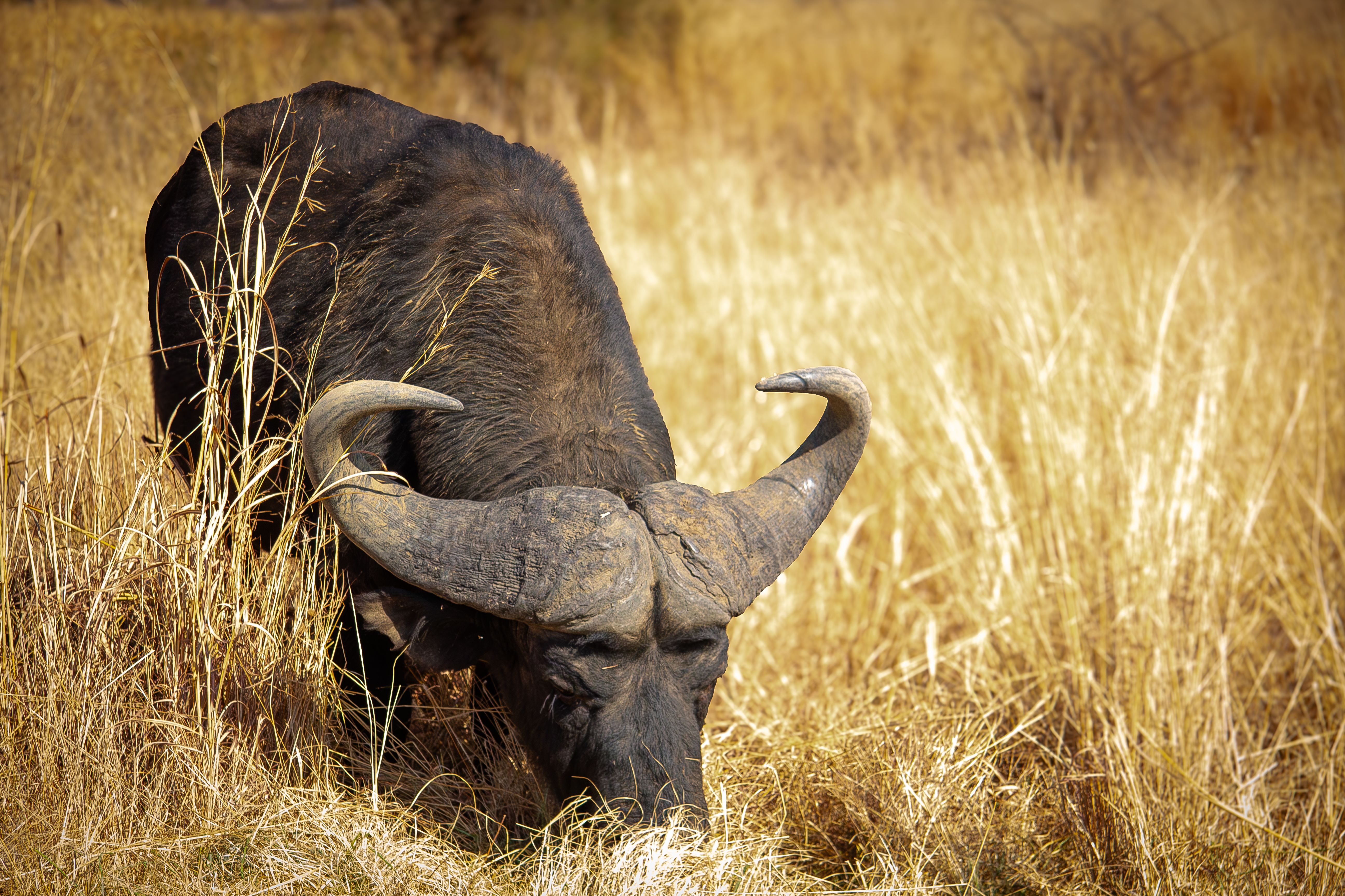 Curved Horns Photos, Download The BEST Free Curved Horns Stock Photos ...