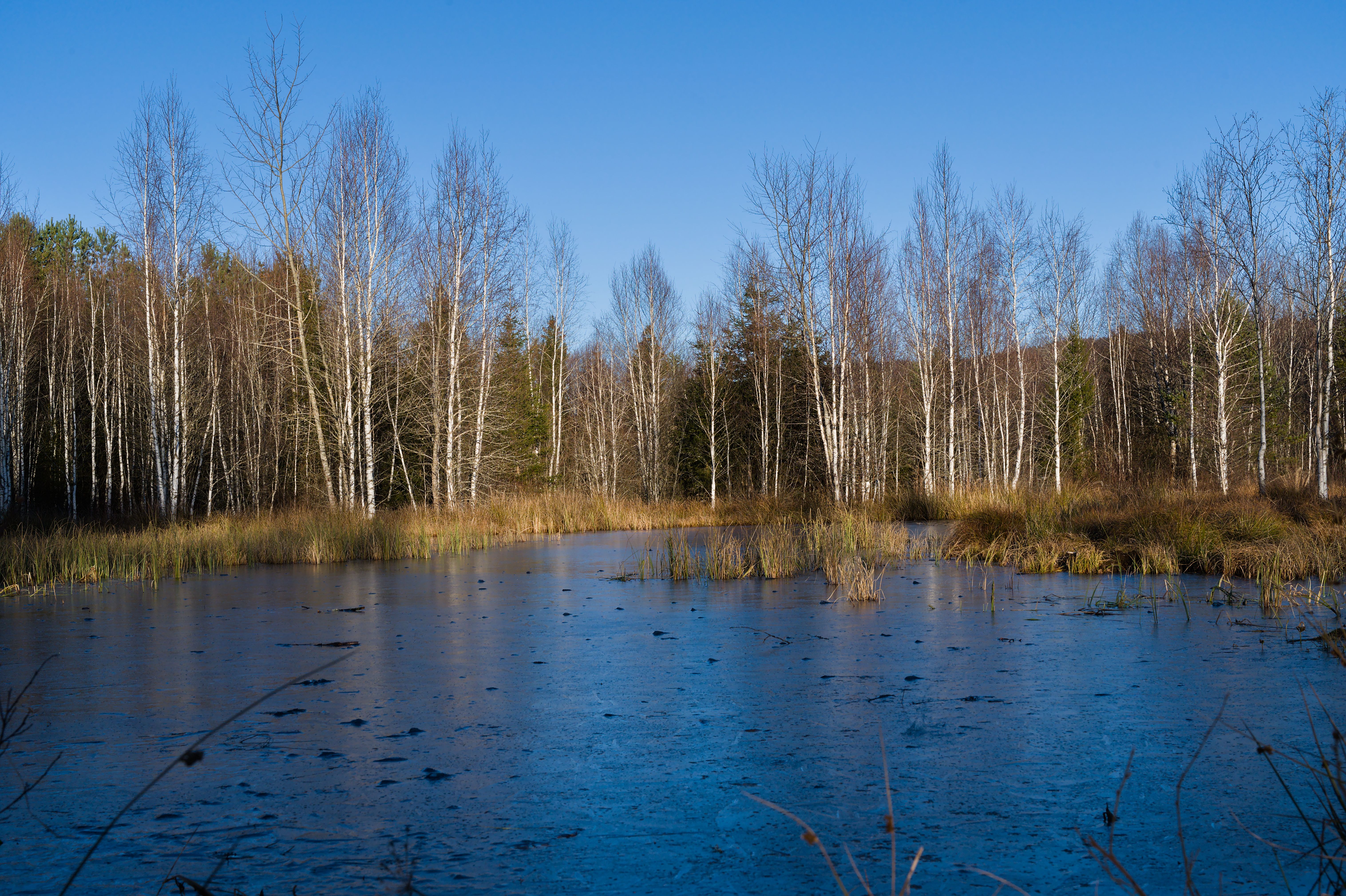 Scenic Frozen Pond with Birch Trees in Winter · Free Stock Photo