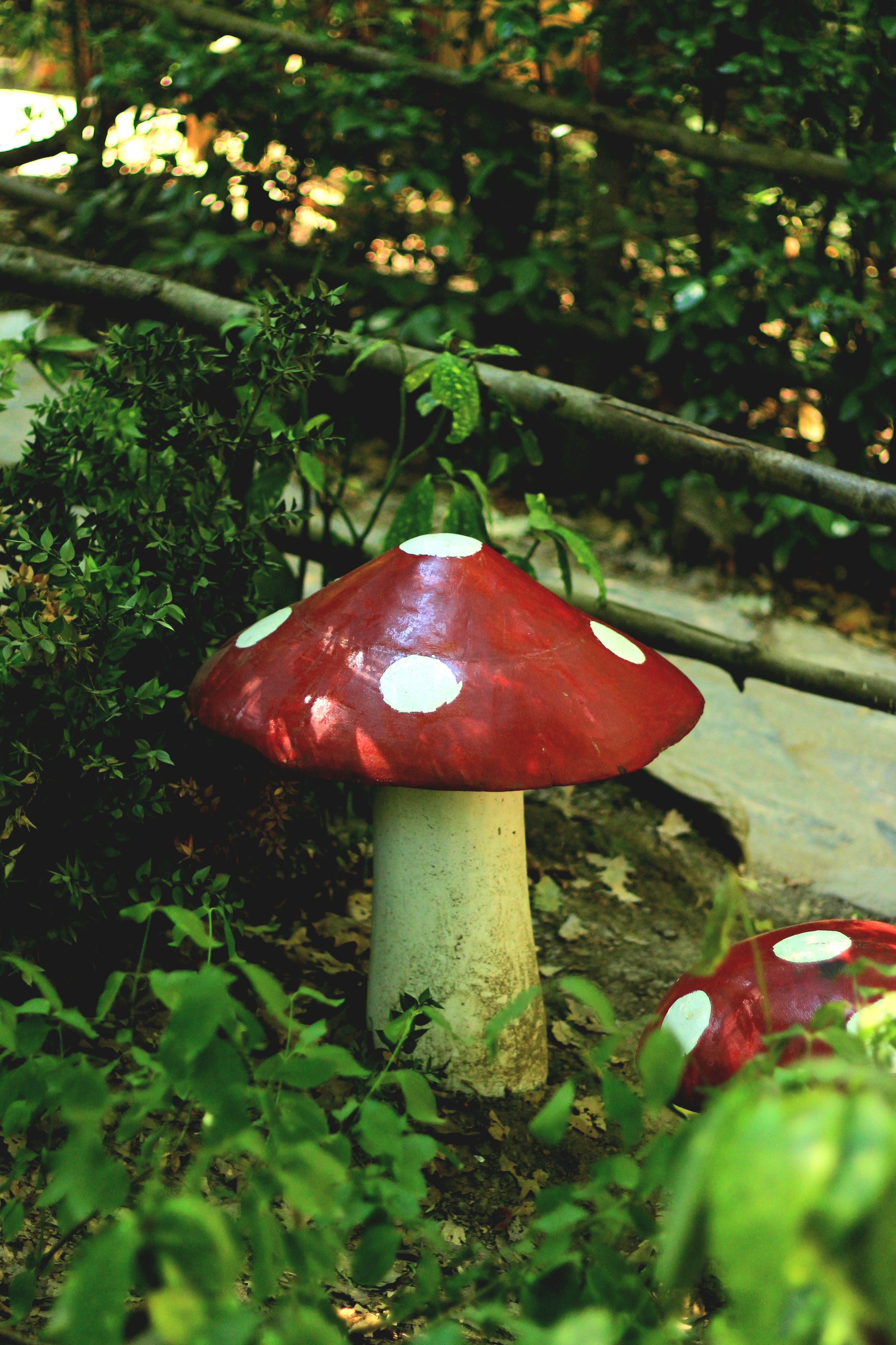 Editable+Mushrooms Photos, Download The BEST Free Editable+Mushrooms ...