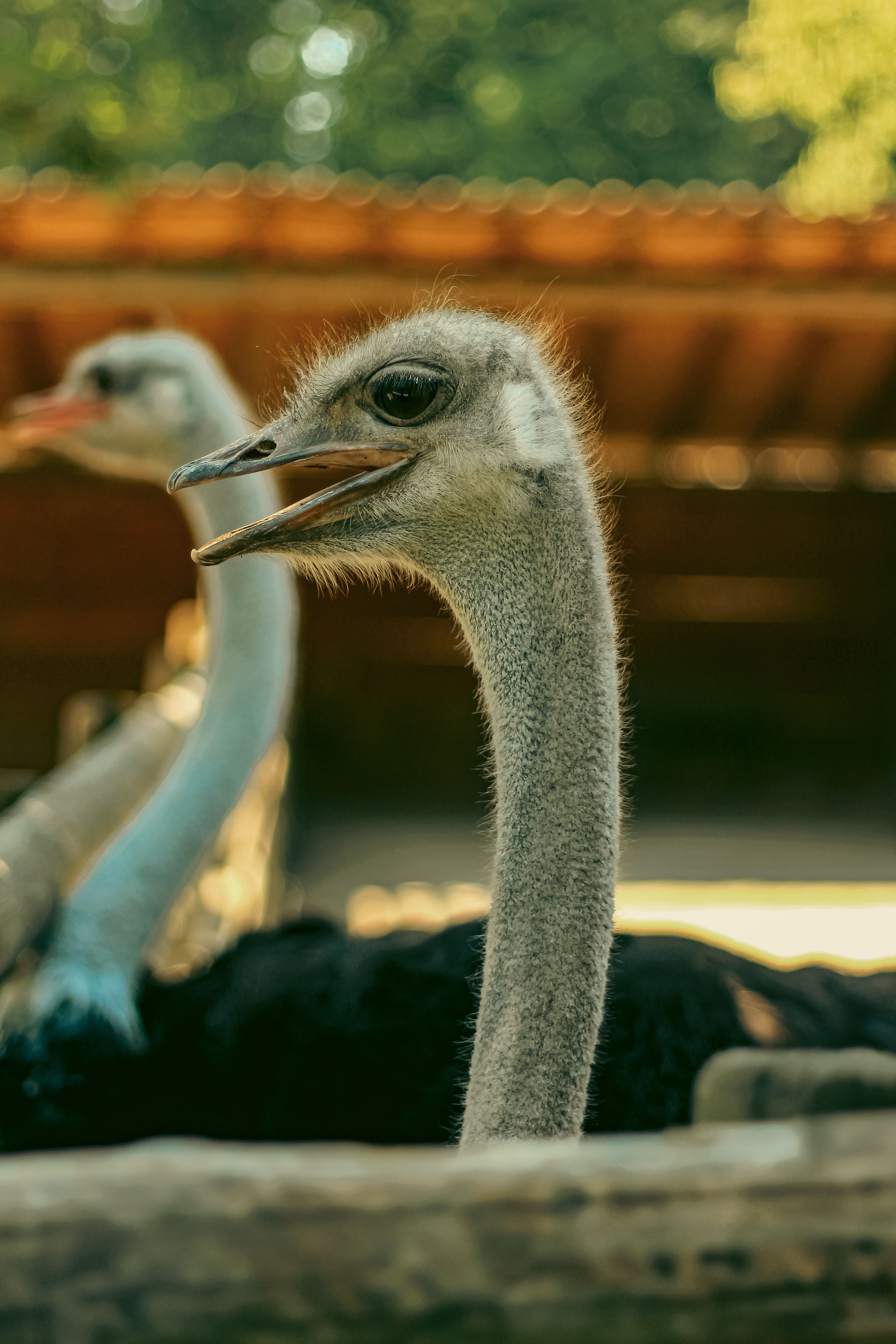 Ostriches in Zoo Habitat During Daytime · Free Stock Photo