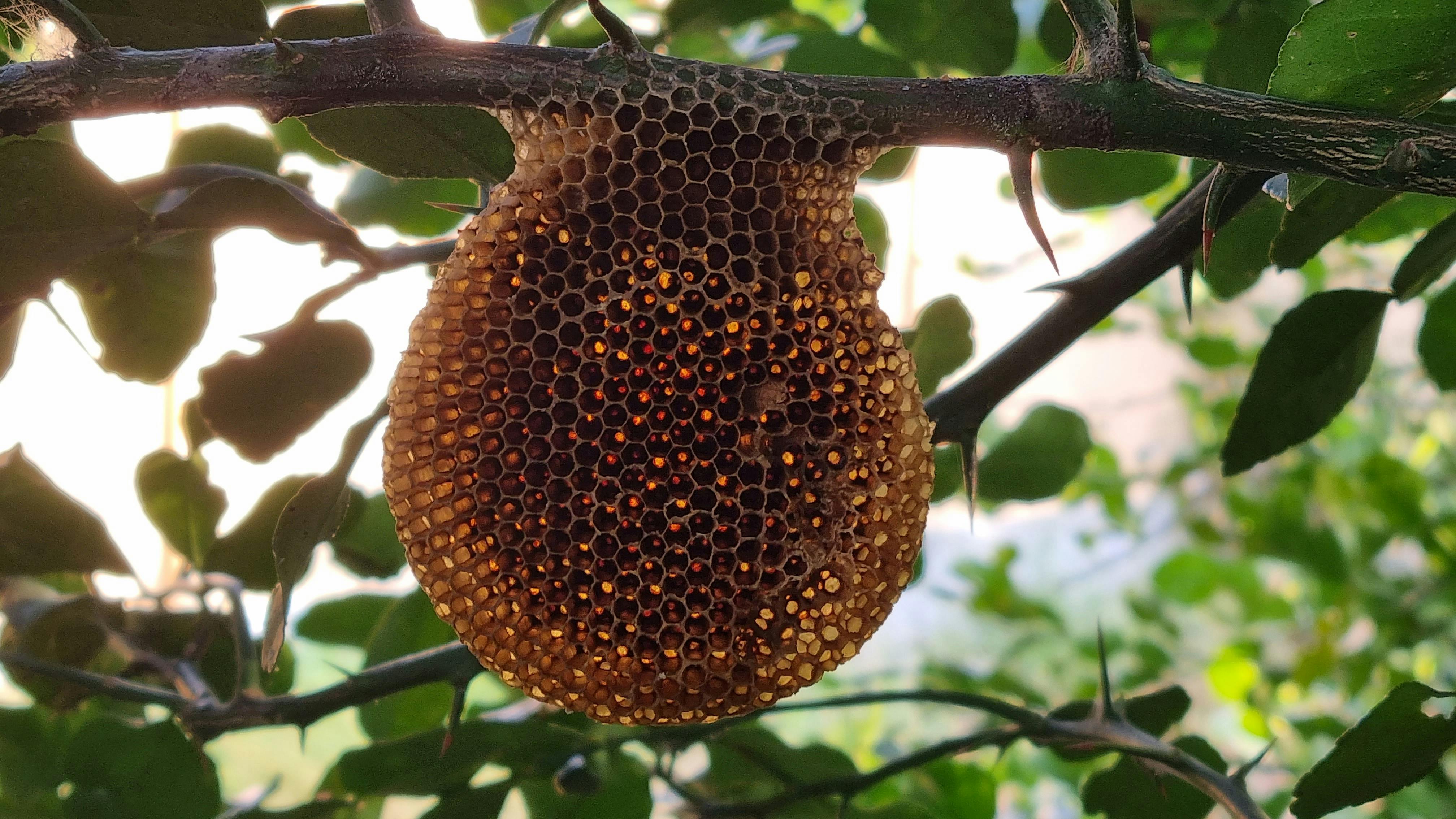 Bee Hive Photos, Download The BEST Free Bee Hive Stock Photos & HD Images