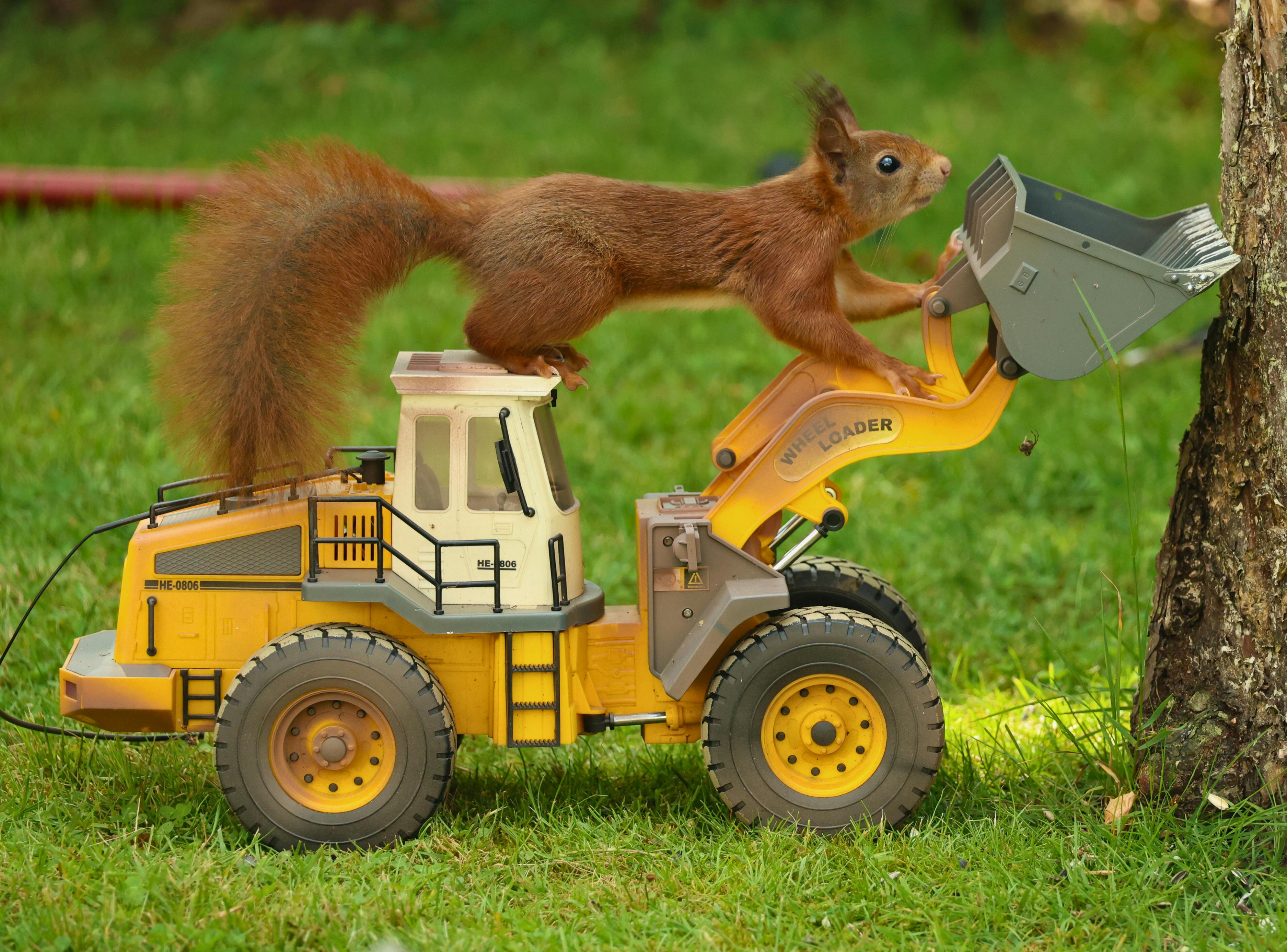 Toy Loader Photos, Download The BEST Free Toy Loader Stock Photos & HD ...