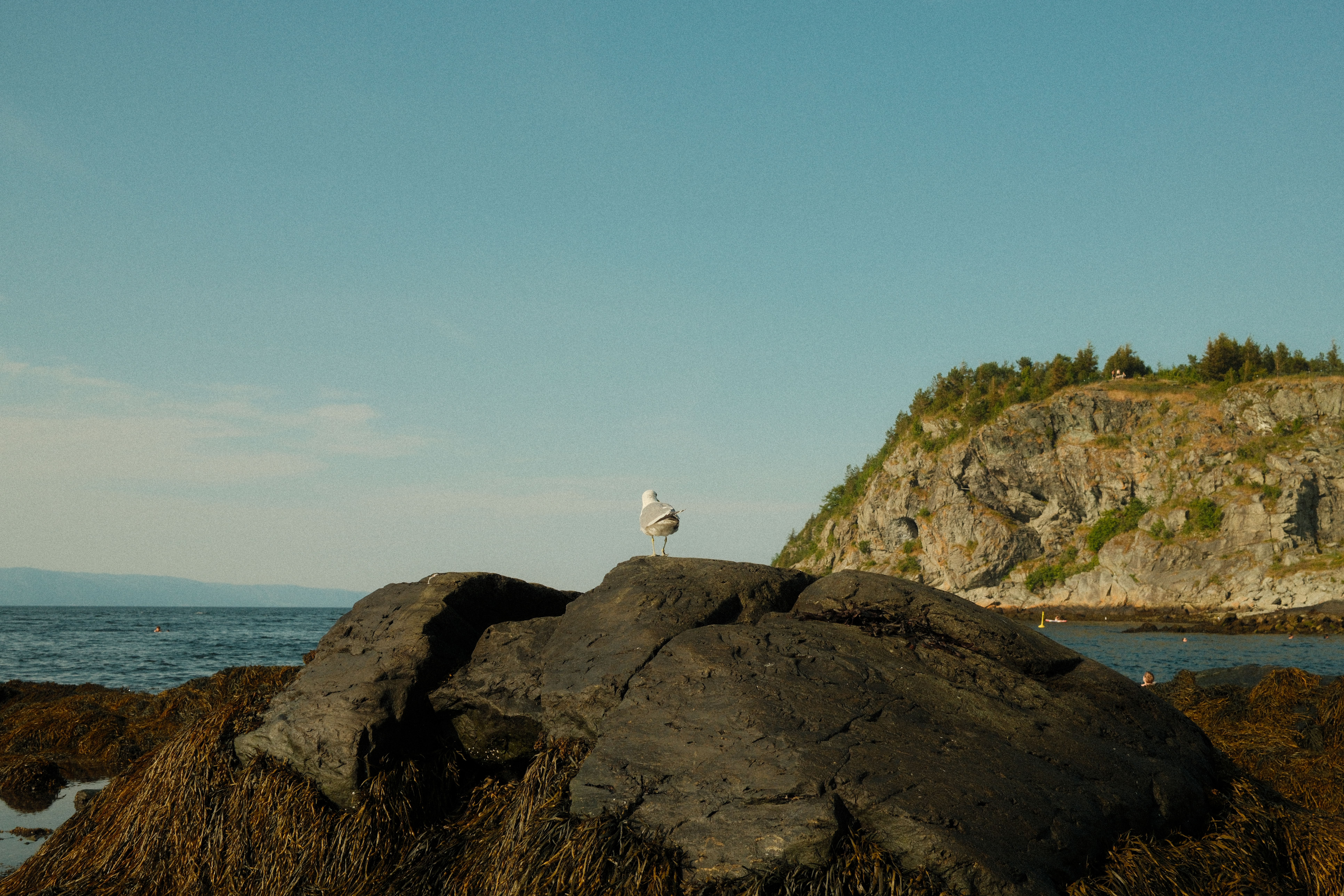 Seagull Perched on Rocky Seaside Landscape · Free Stock Photo