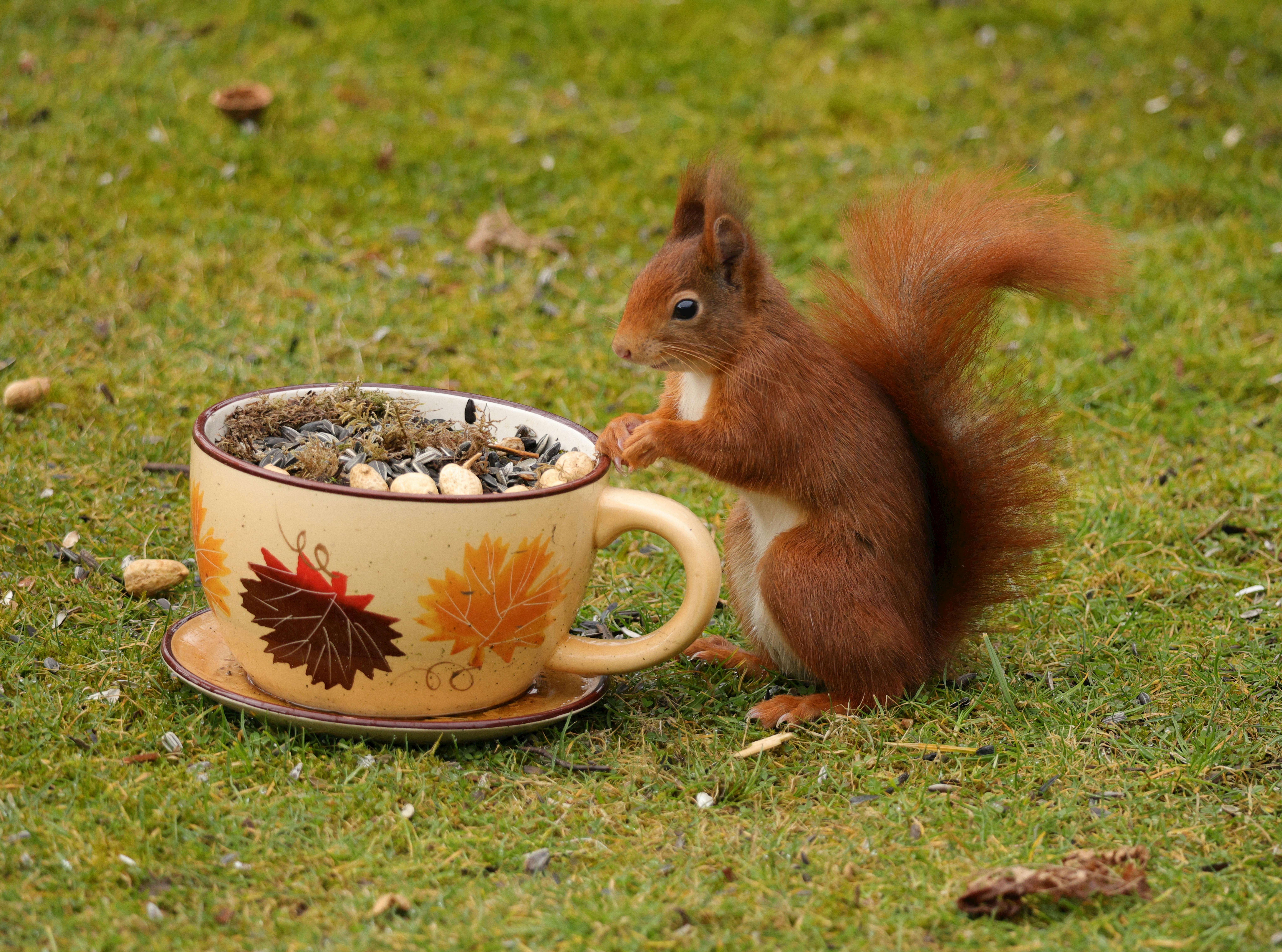 Nuts Fall Photos, Download The BEST Free Nuts Fall Stock Photos & HD Images