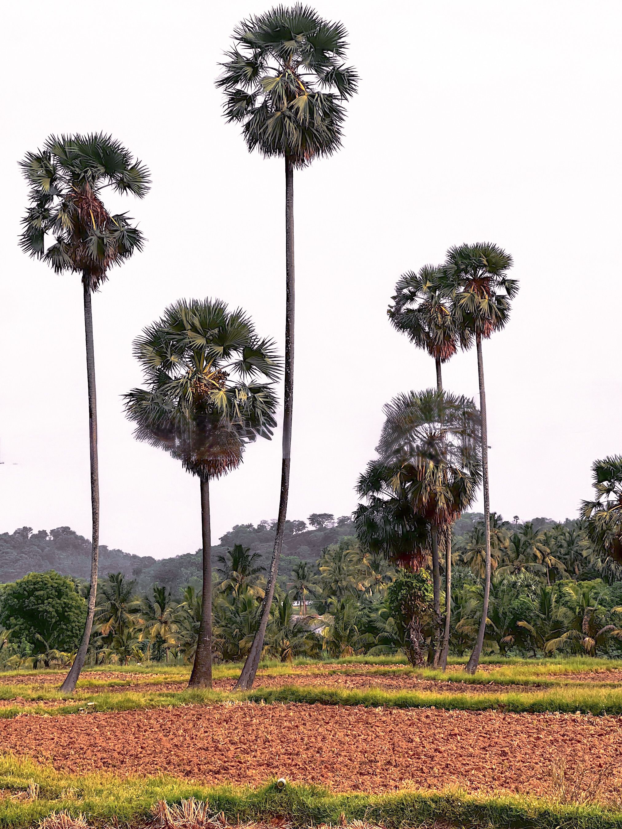 Tall Palm Trees in Scenic Indian Landscape · Free Stock Photo