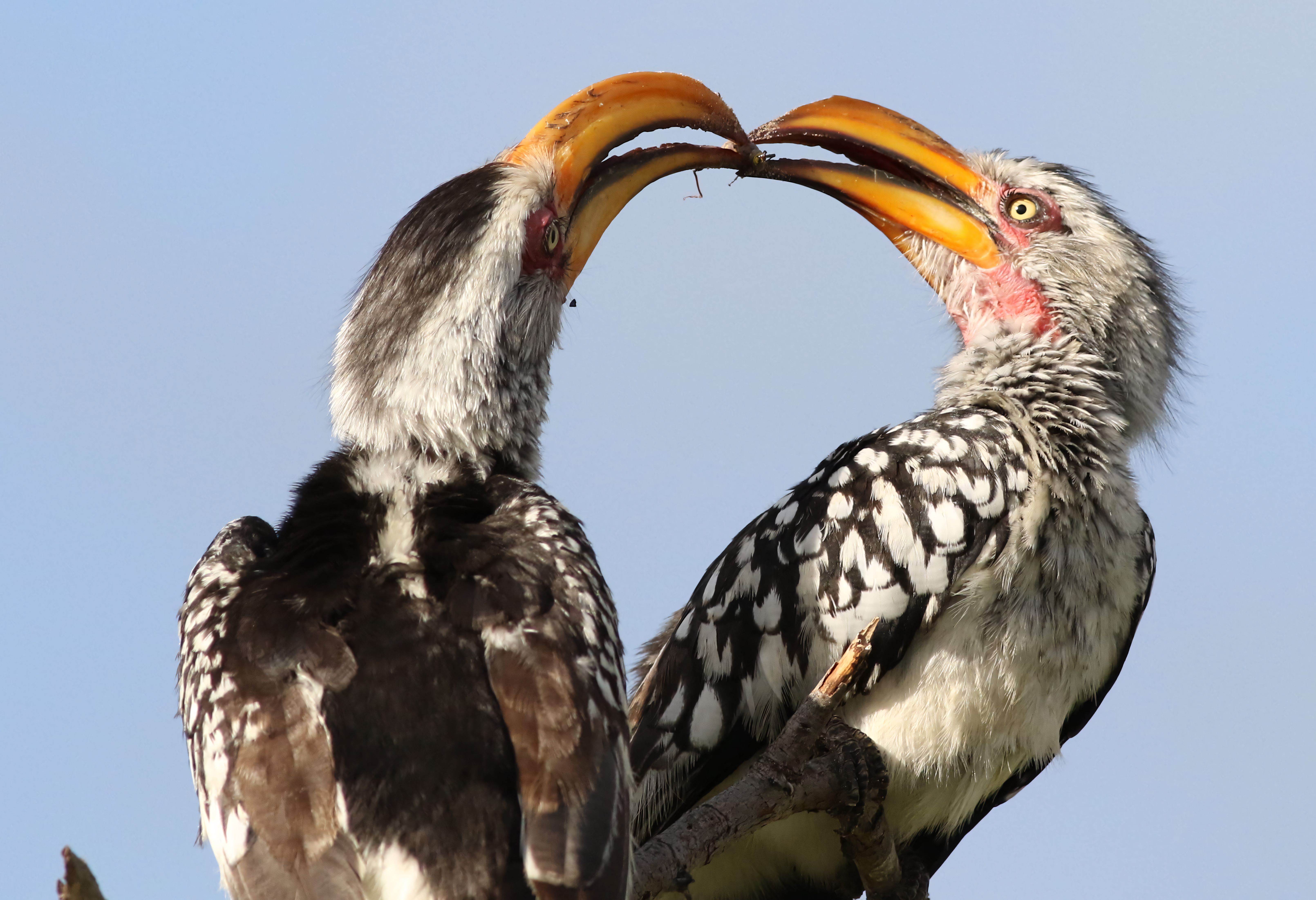 Kalahari Birds Photos, Download The BEST Free Kalahari Birds Stock ...