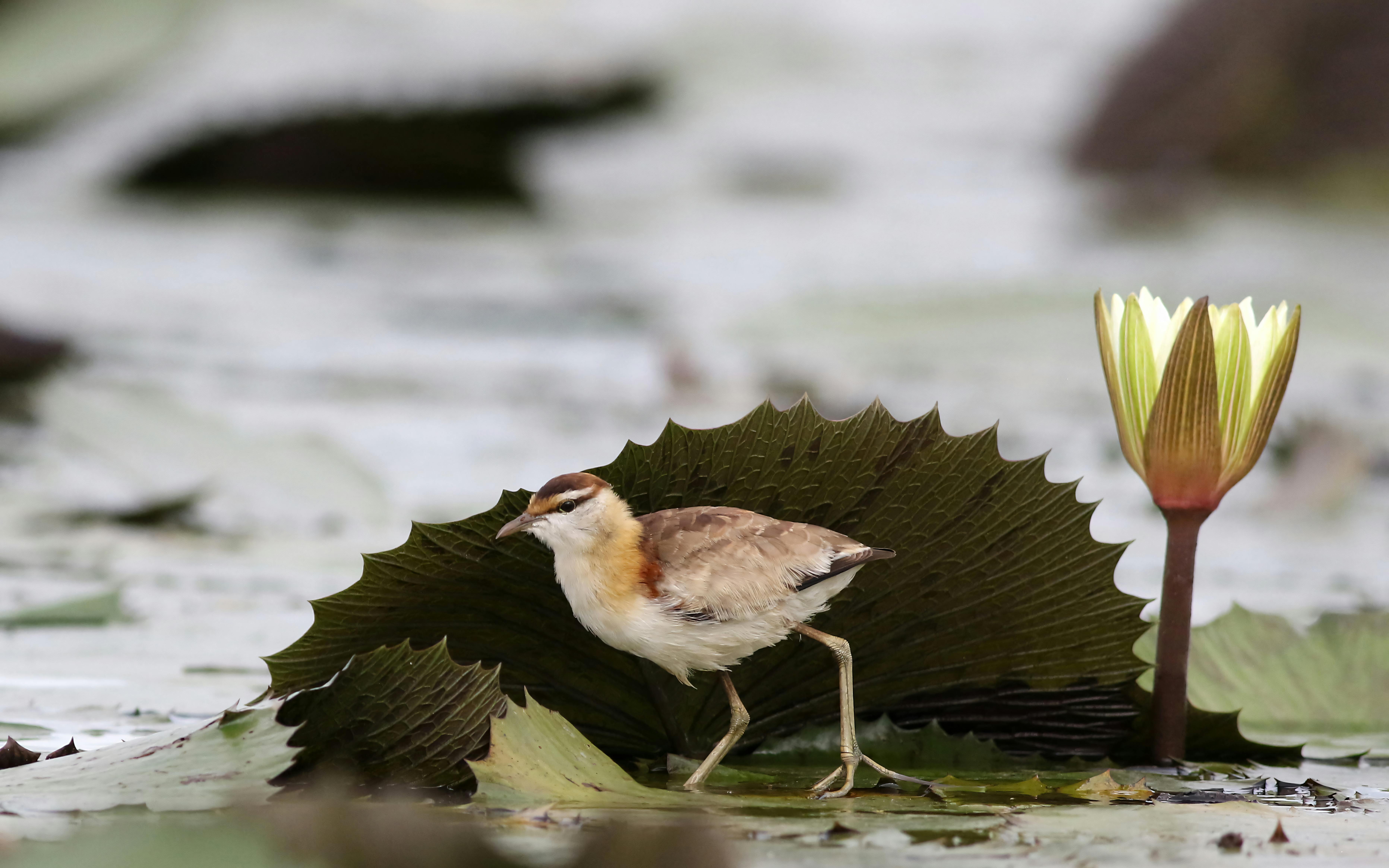 Lesser Jacana on Water Lily in Chobe Wetlands · Free Stock Photo