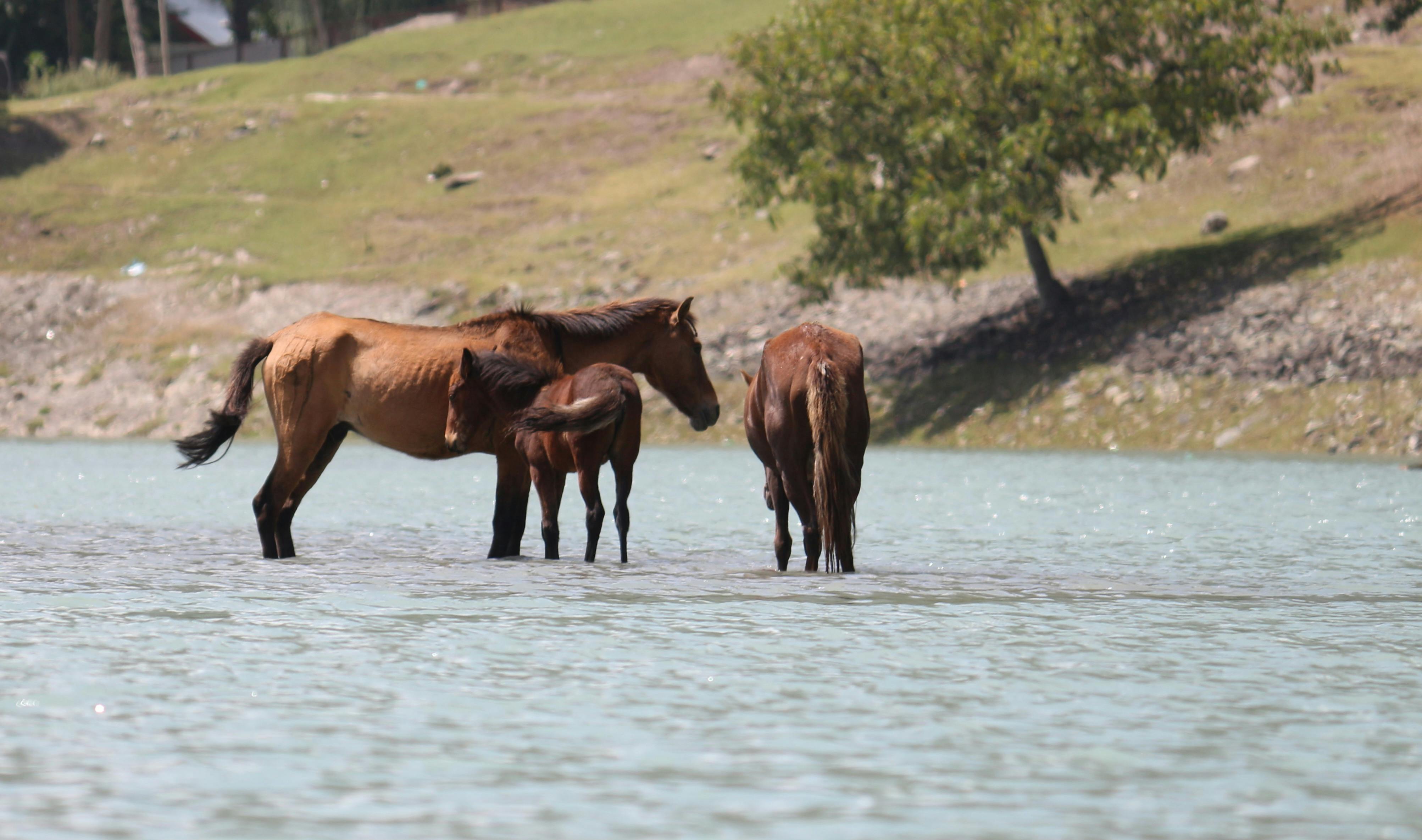 Colts' Photos, Download The BEST Free Colts' Stock Photos & HD Images