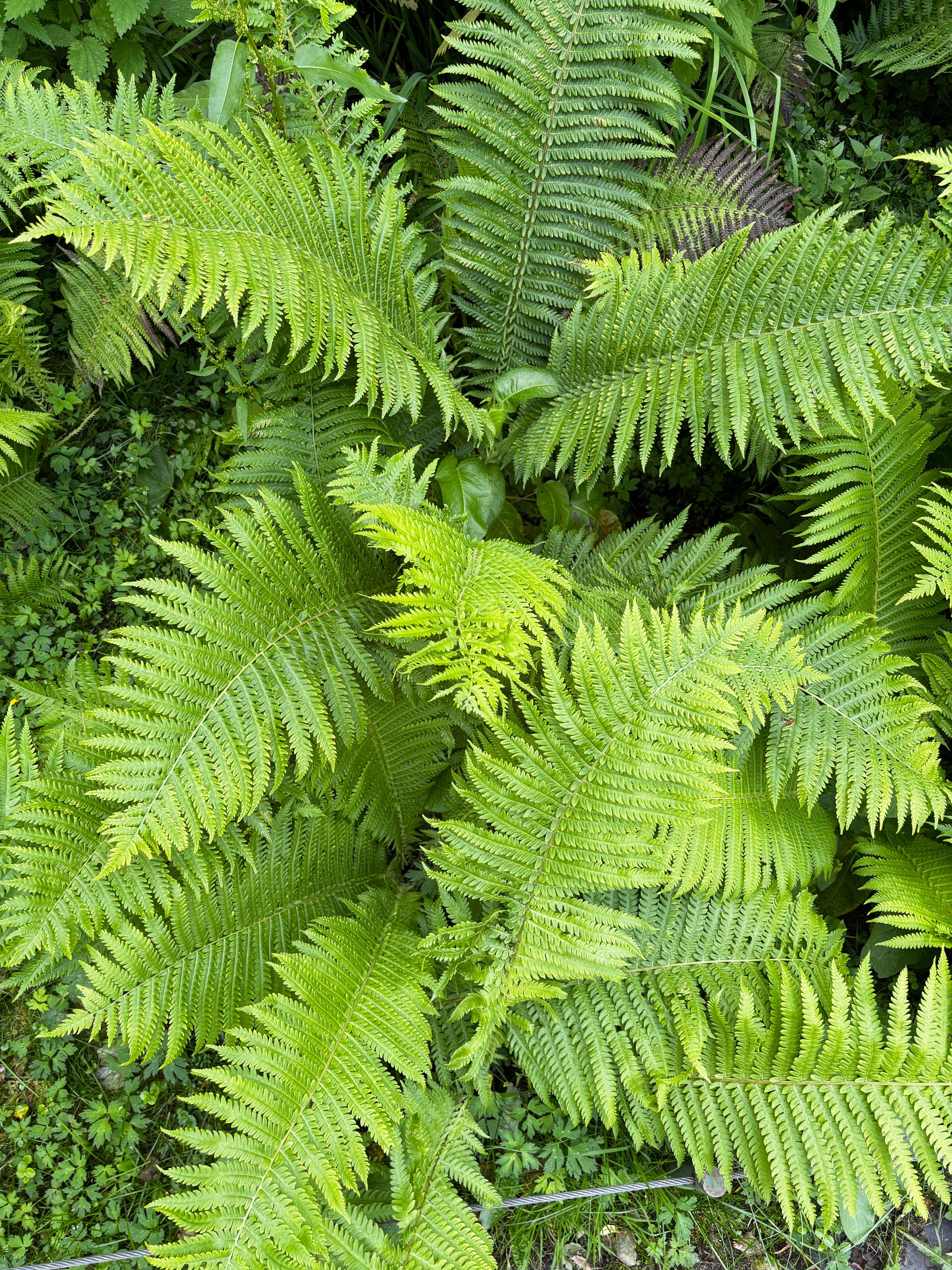 Vibrant Green Ferns in Natural Setting · Free Stock Photo