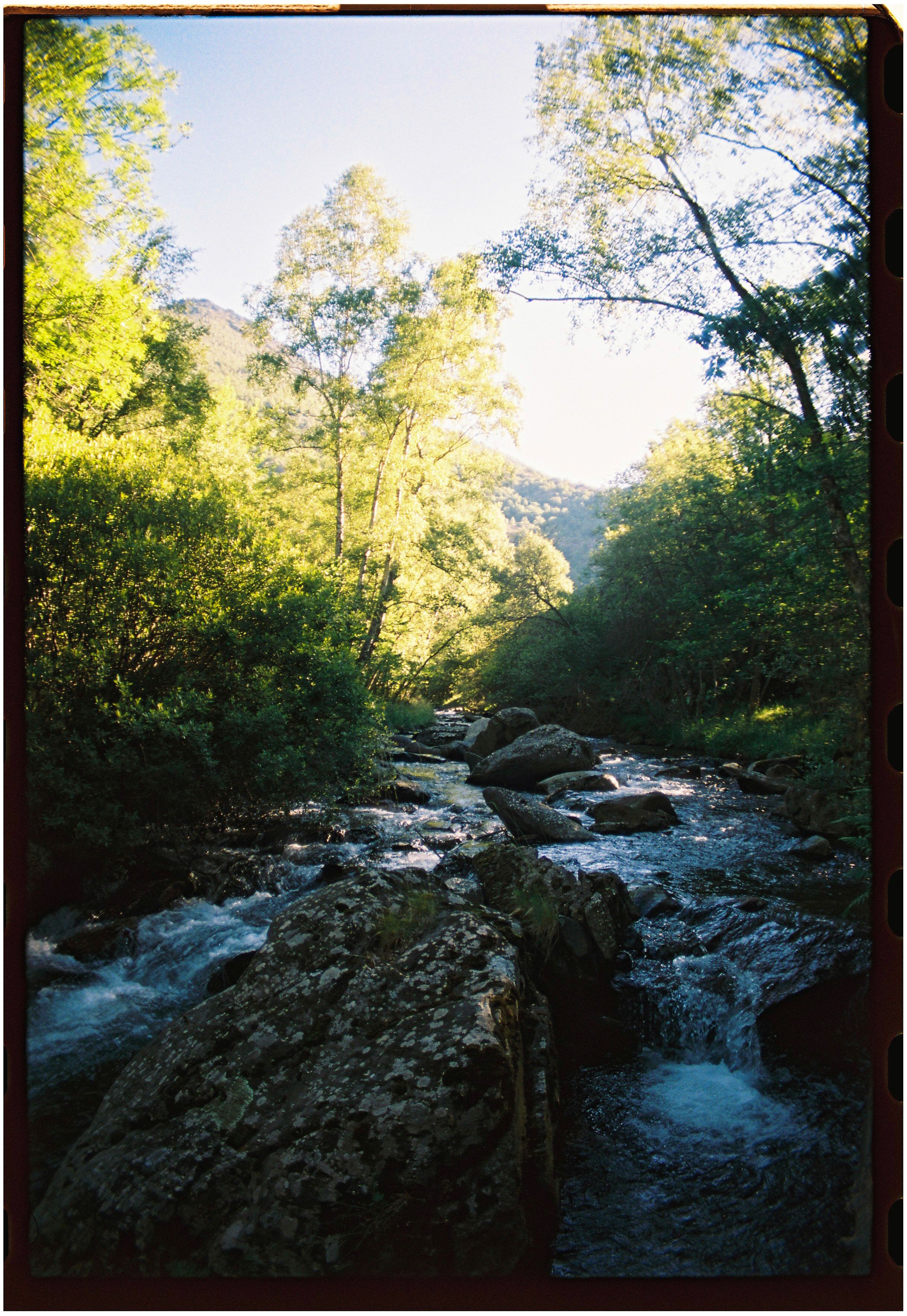 Serene Forest Stream with Rocks and Trees · Free Stock Photo