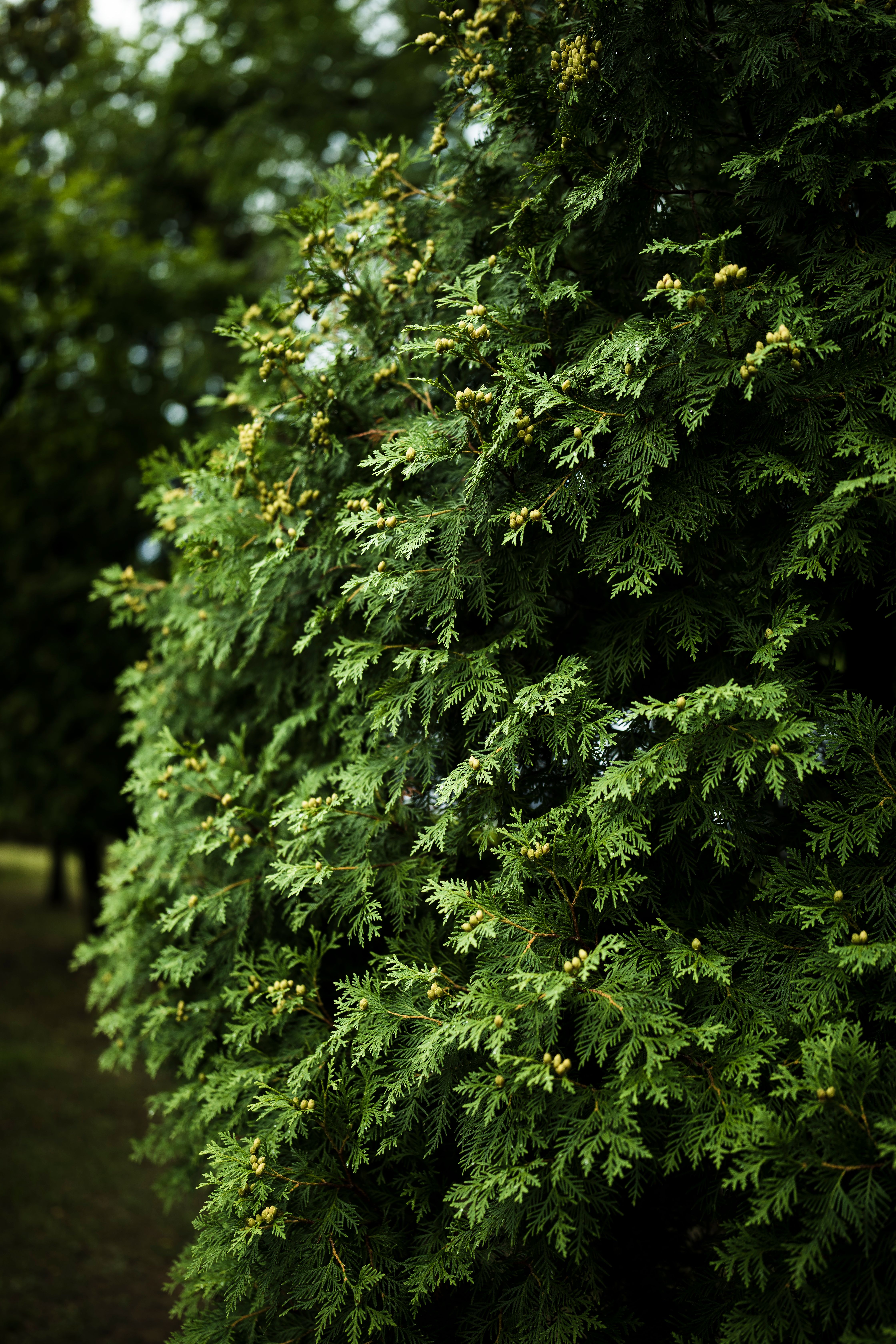 Lush Green Pine Tree in a Dense Forest · Free Stock Photo