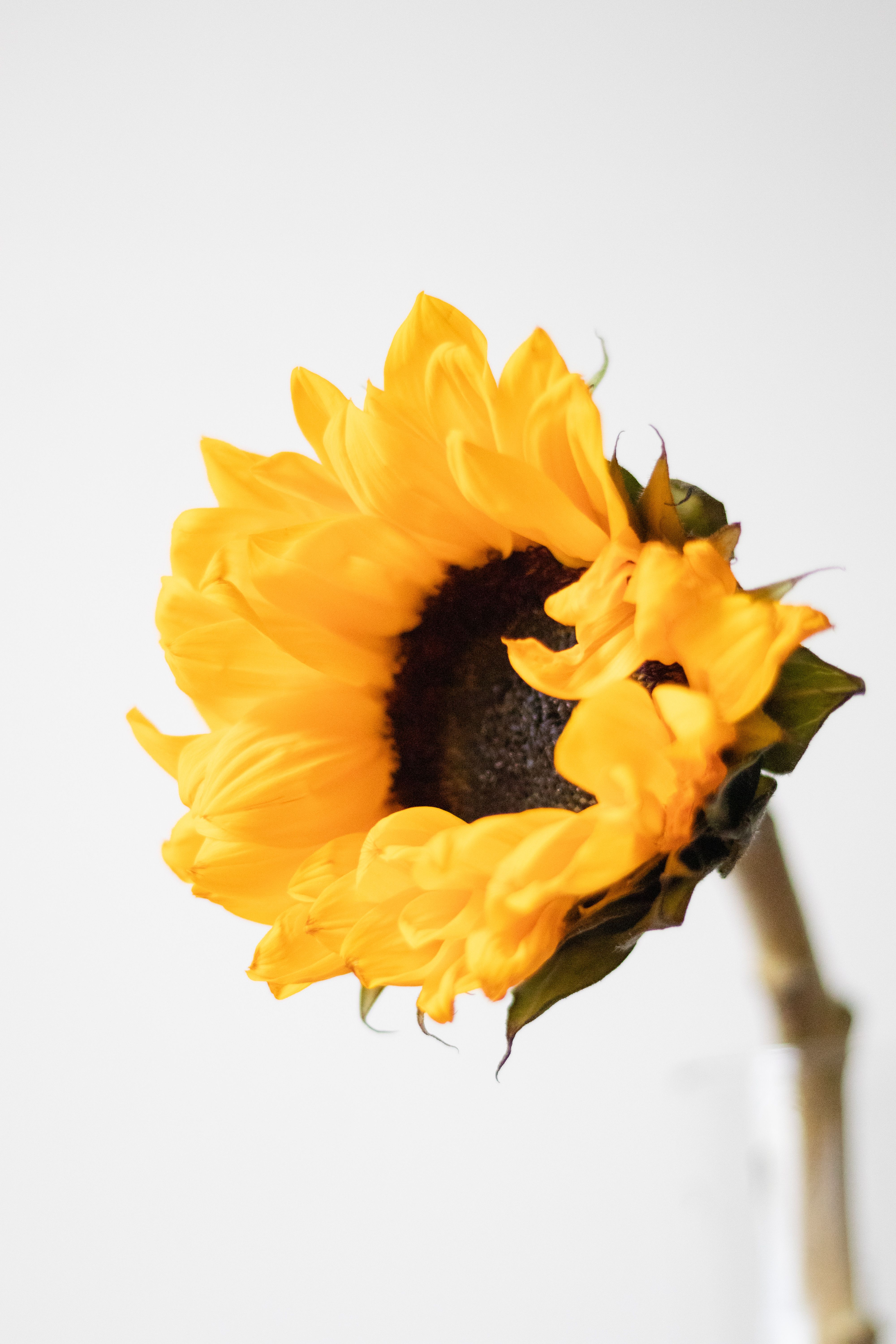 Yellow Color Photos, Download The BEST Free Yellow Color Stock Photos ...
