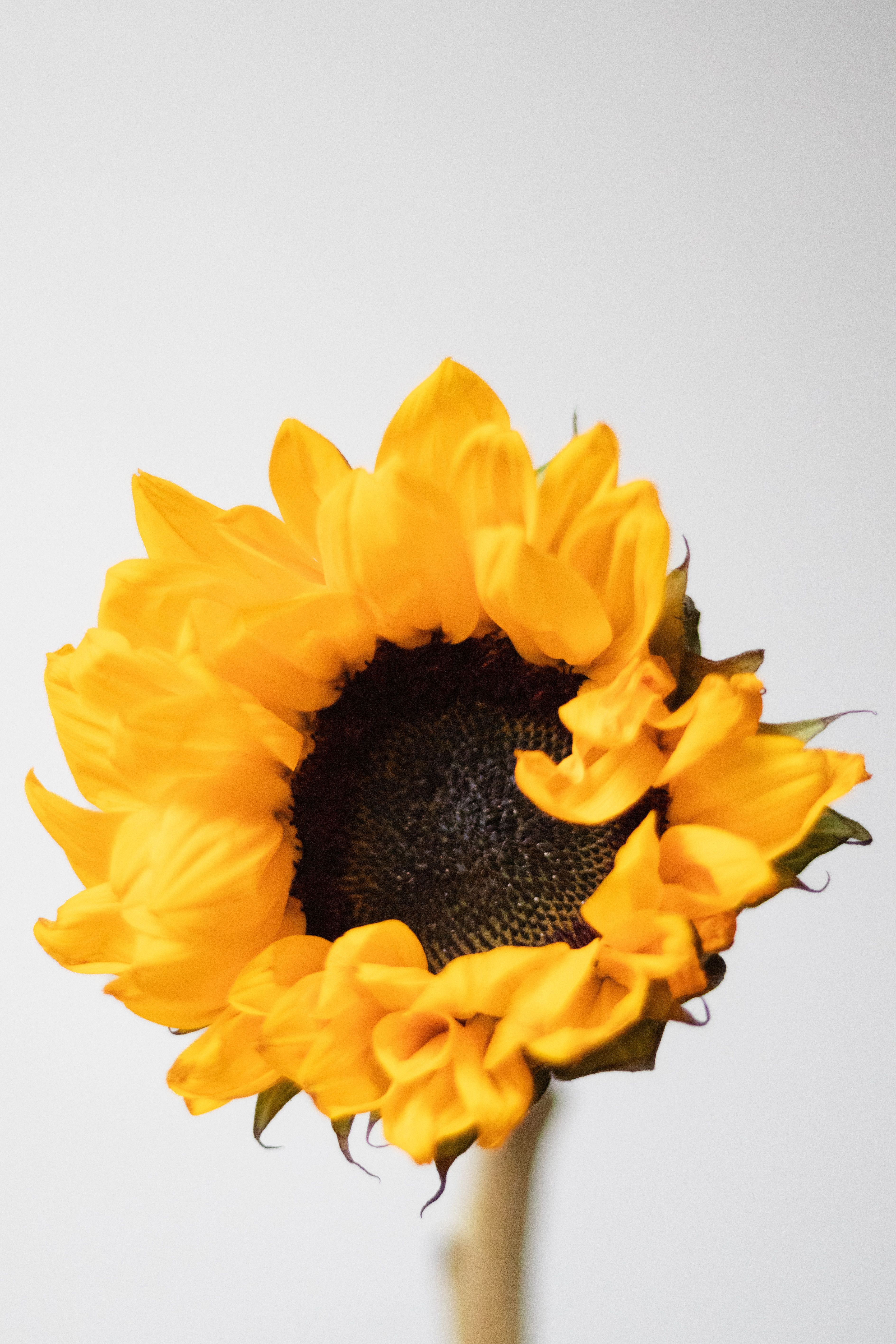 Vibrant Sunflower in a Minimalist Vase · Free Stock Photo