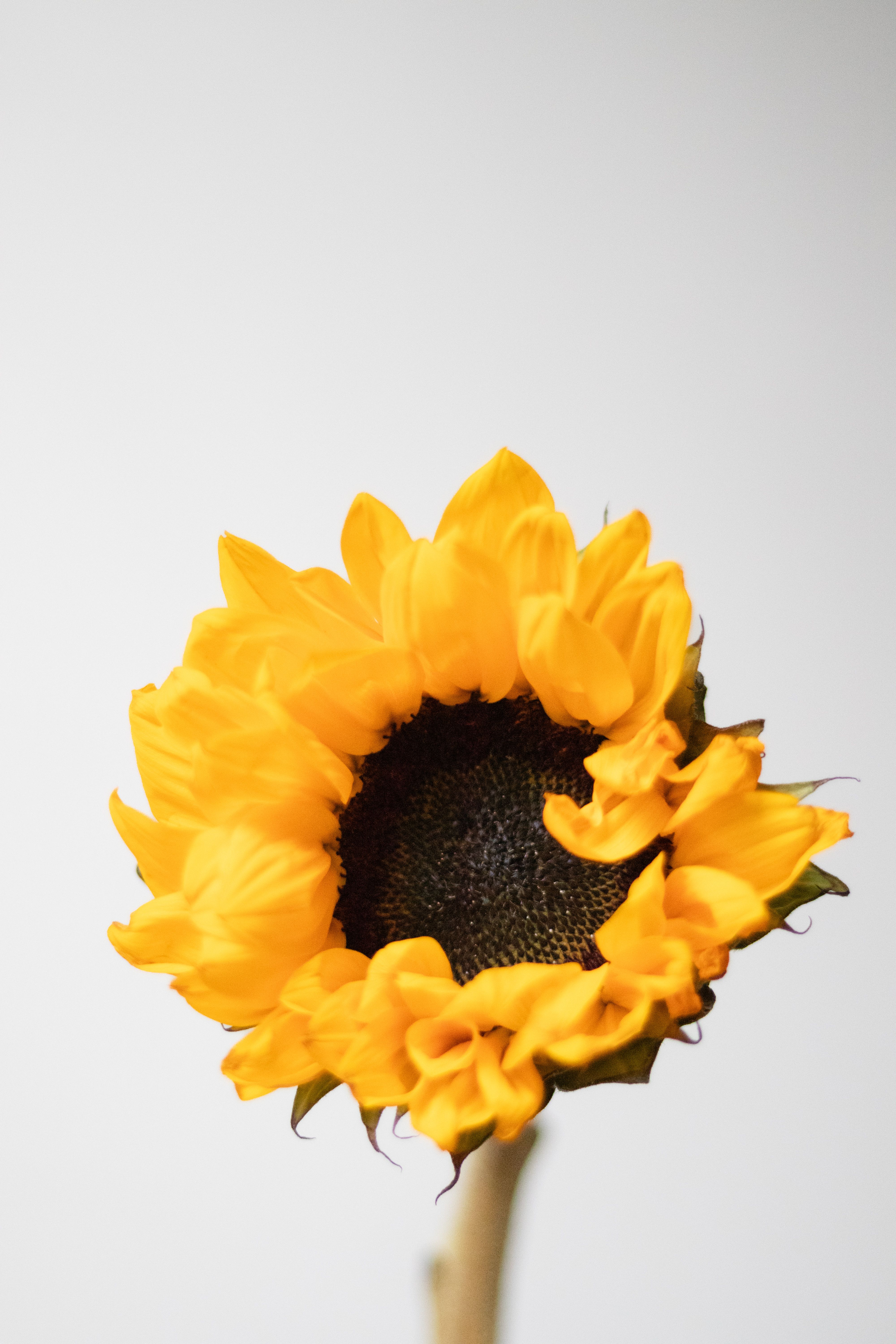 Sunflower+Wall+Art Photos, Download The BEST Free Sunflower+Wall+Art ...