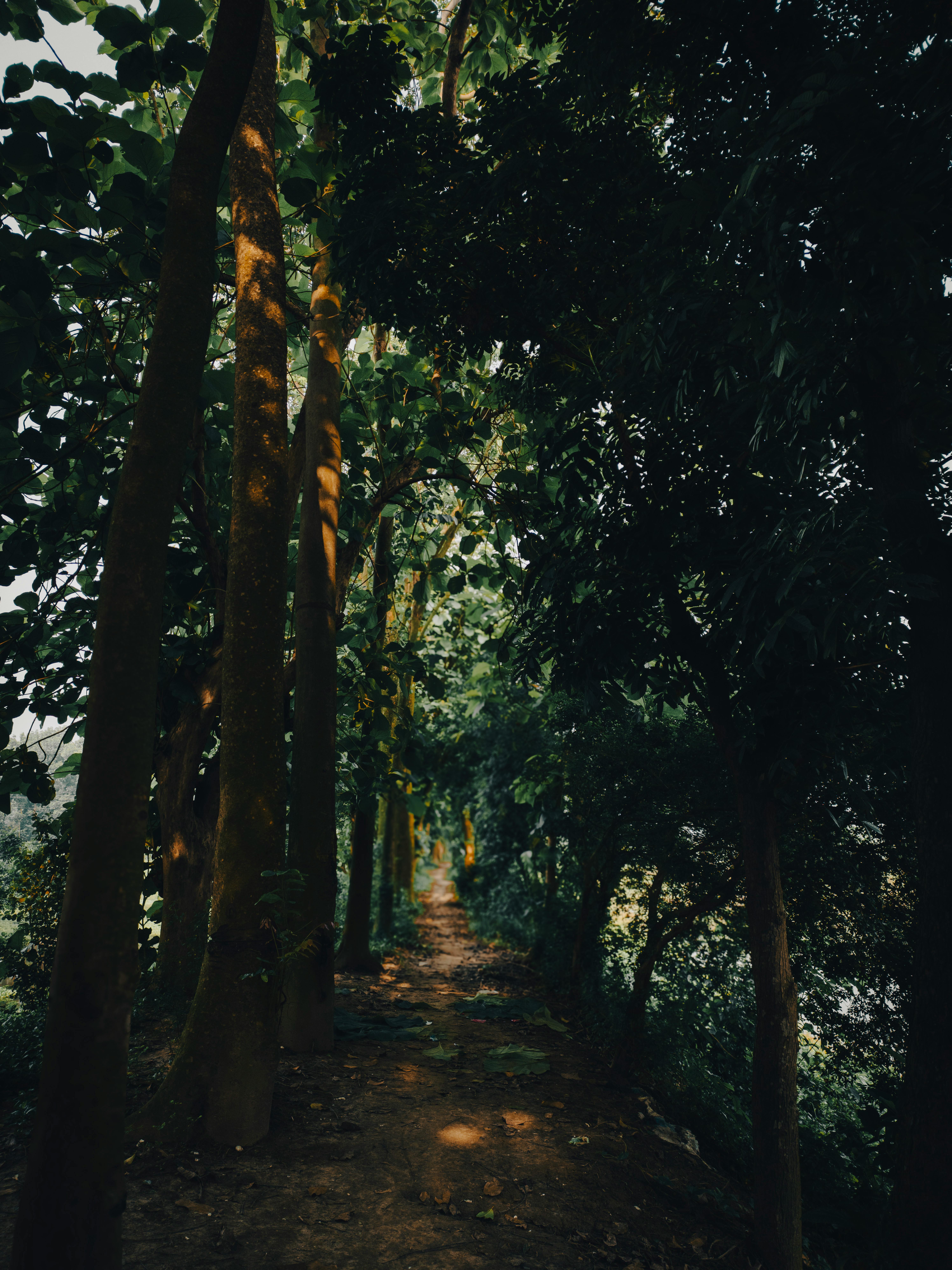 Scenic Forest Path in Houyet, Belgium · Free Stock Photo