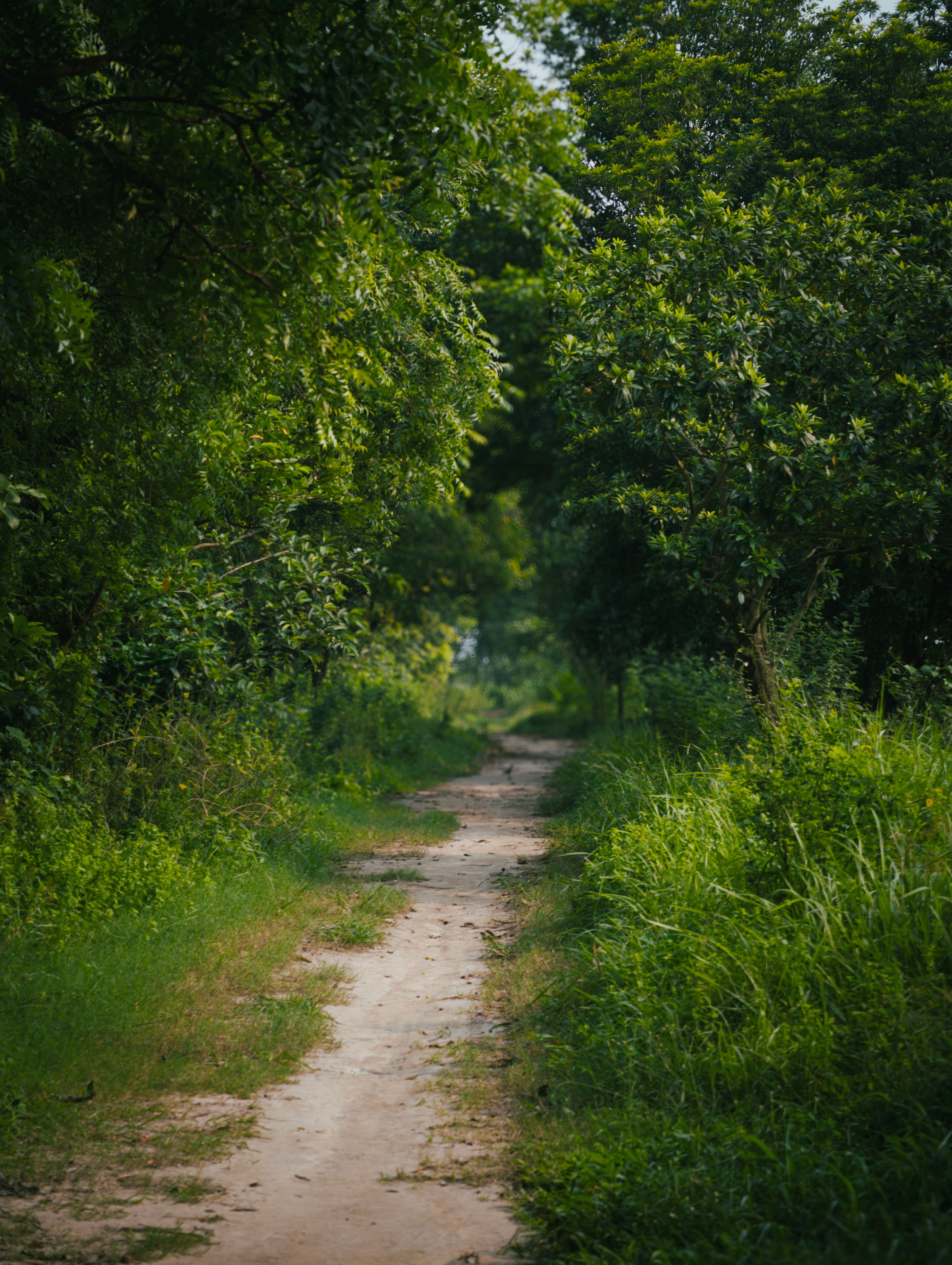 Lush Green Forest Path in Sunlit Summer · Free Stock Photo