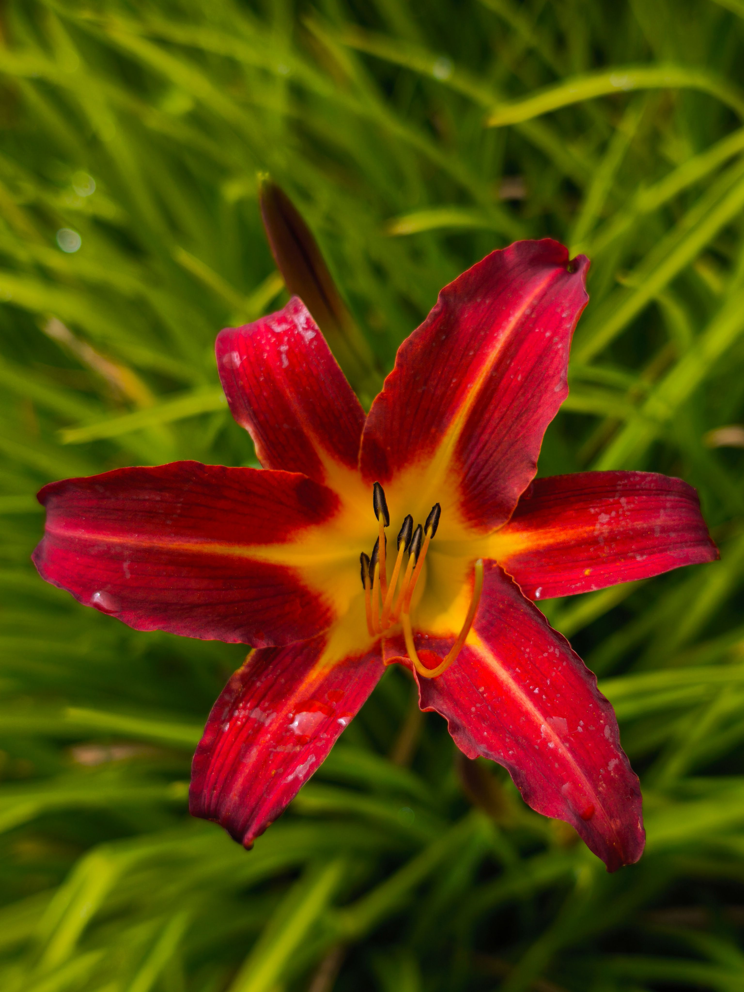 Naturfotos Blumen Photos, Download The BEST Free Naturfotos Blumen ...