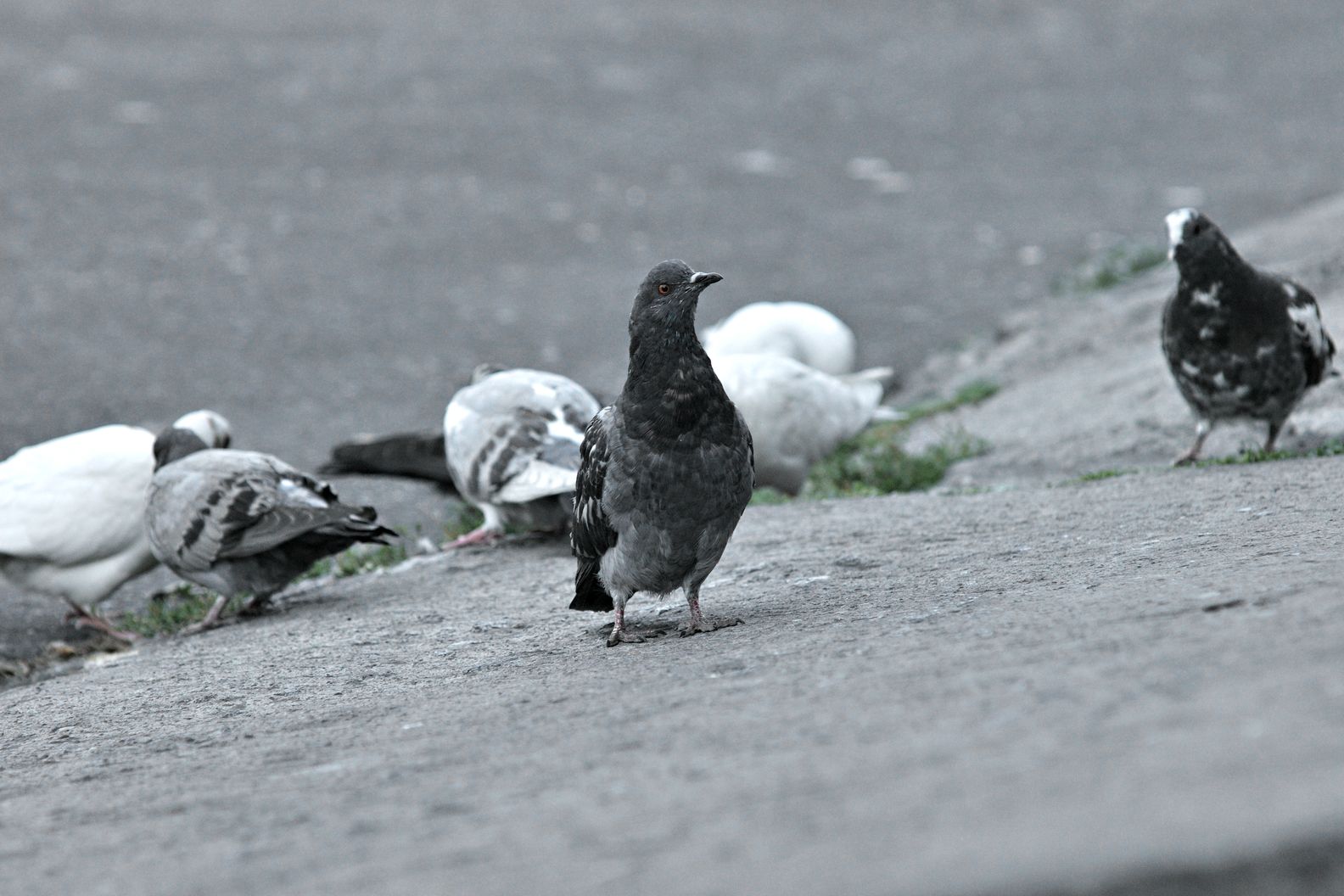 Identify Bird Droppings Safely: A Guide for Pet Owners