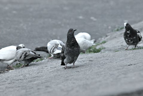 Identify Bird Droppings Safely: A Guide for Pet Owners