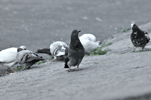 Identify Bird Droppings Safely: A Guide for Pet Owners