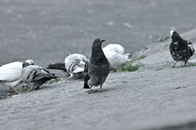 Identify Bird Droppings Safely: A Guide for Pet Owners