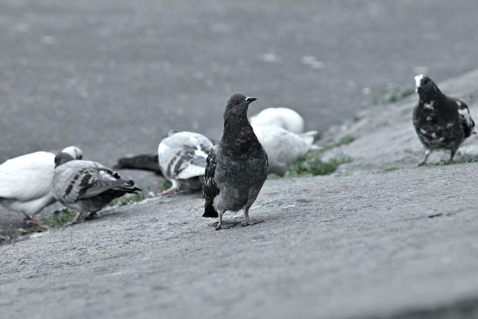 Health Hazards of Bird Droppings: Stay Safe with These Tips