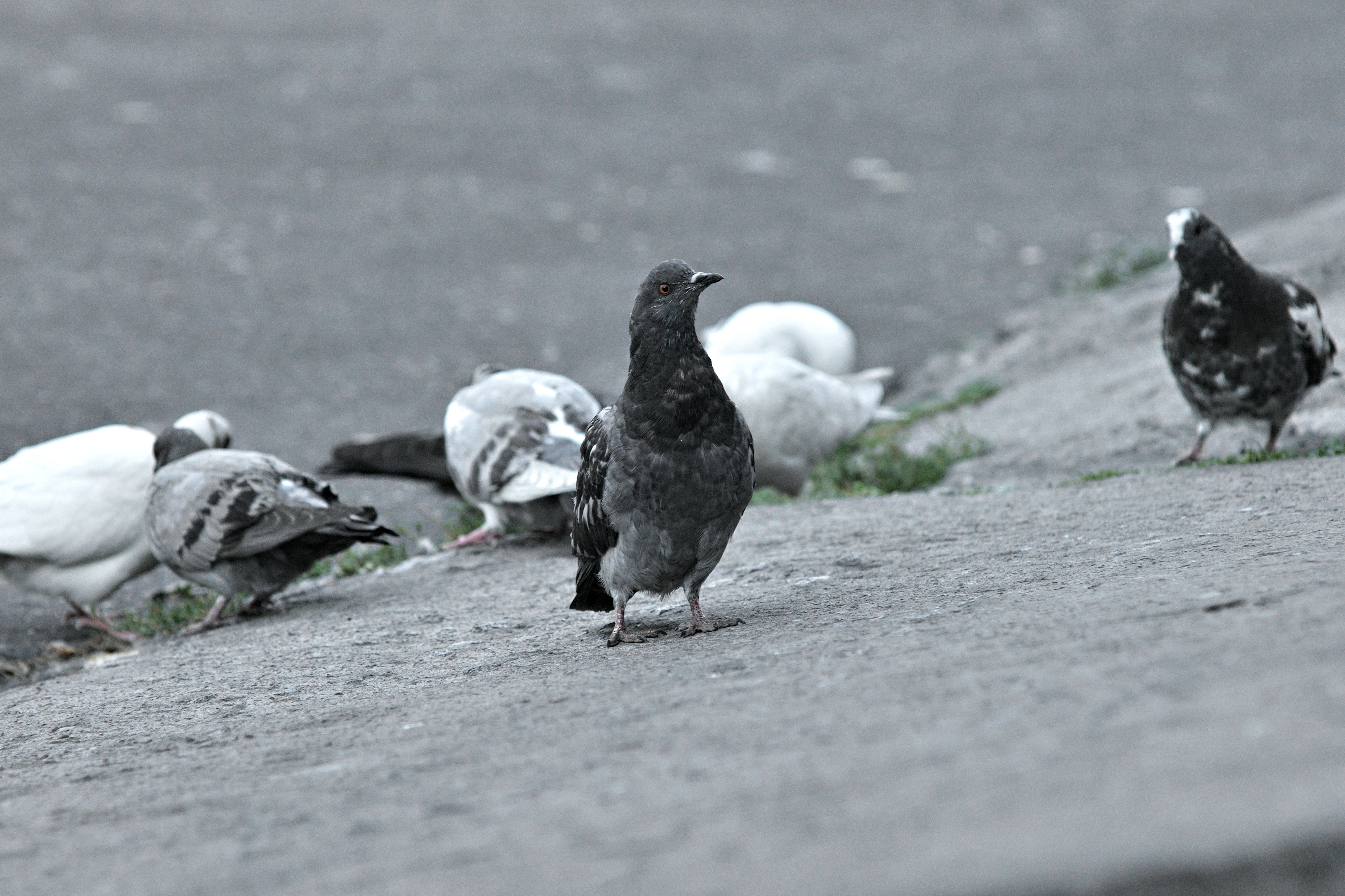 Pigeons Gathering Outdoors on Pavement · Free Stock Photo