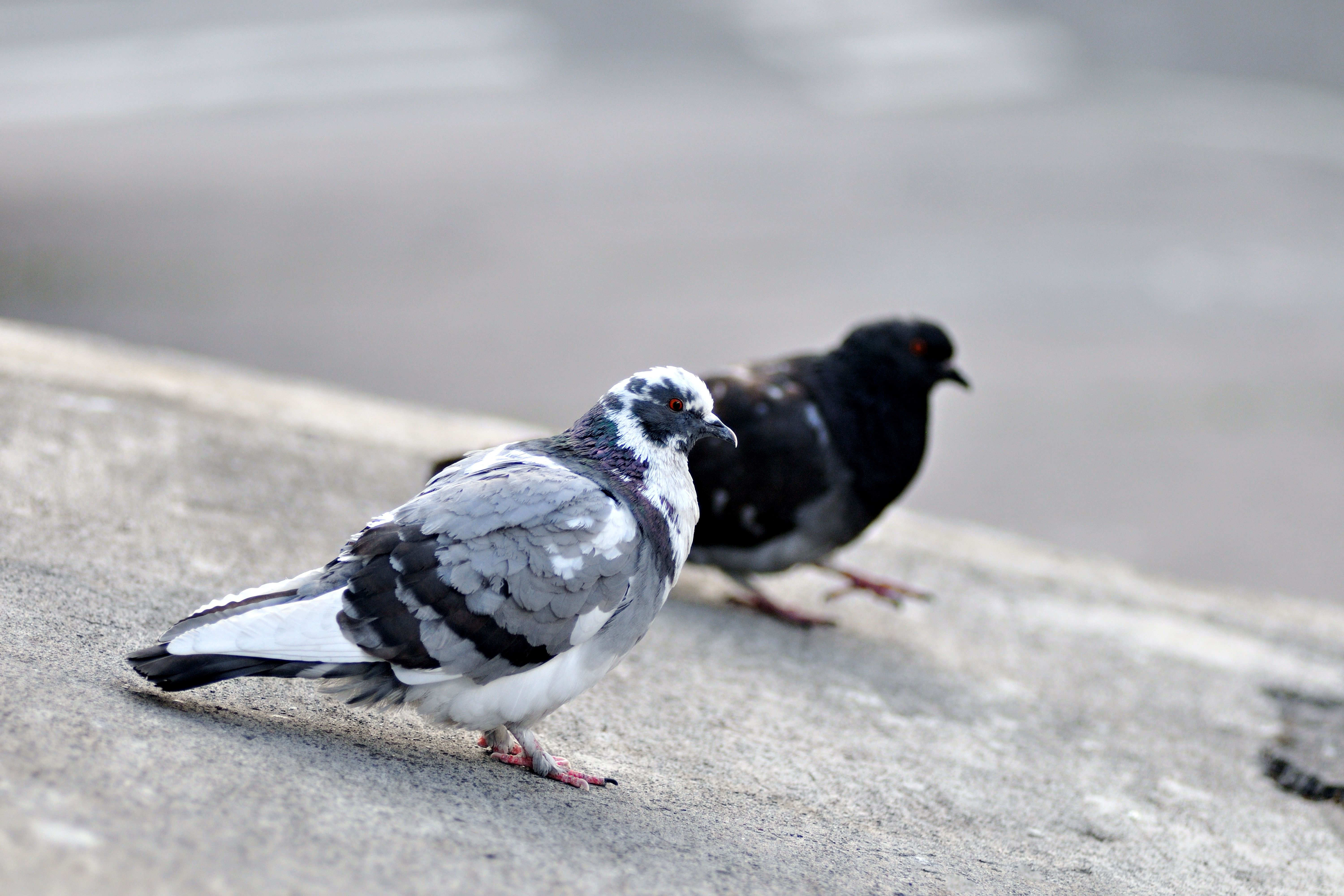 Pigeons Photos, Download The BEST Free Pigeons Stock Photos & HD Images