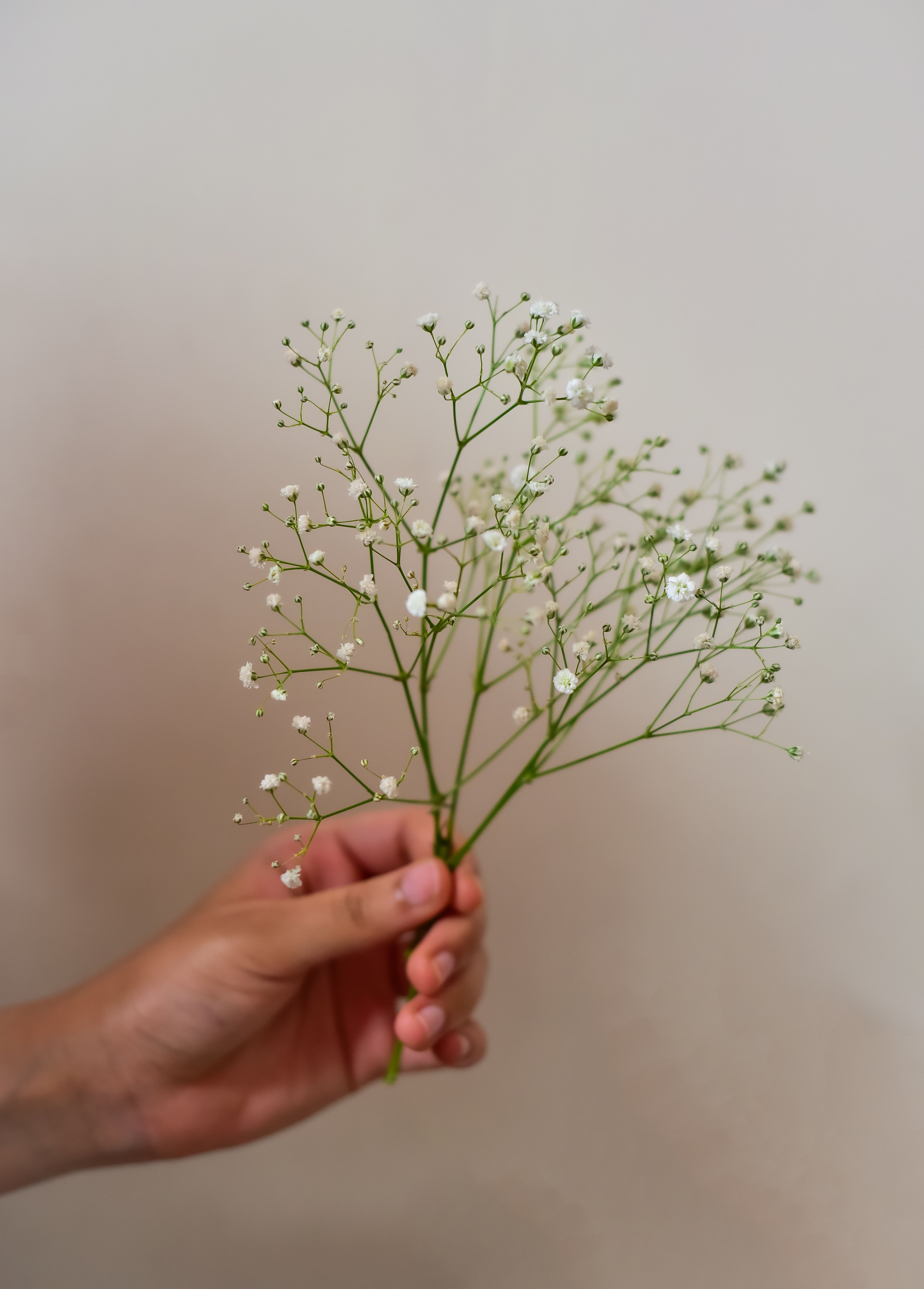 Hand Holding Delicate Photos, Download The BEST Free Hand Holding ...