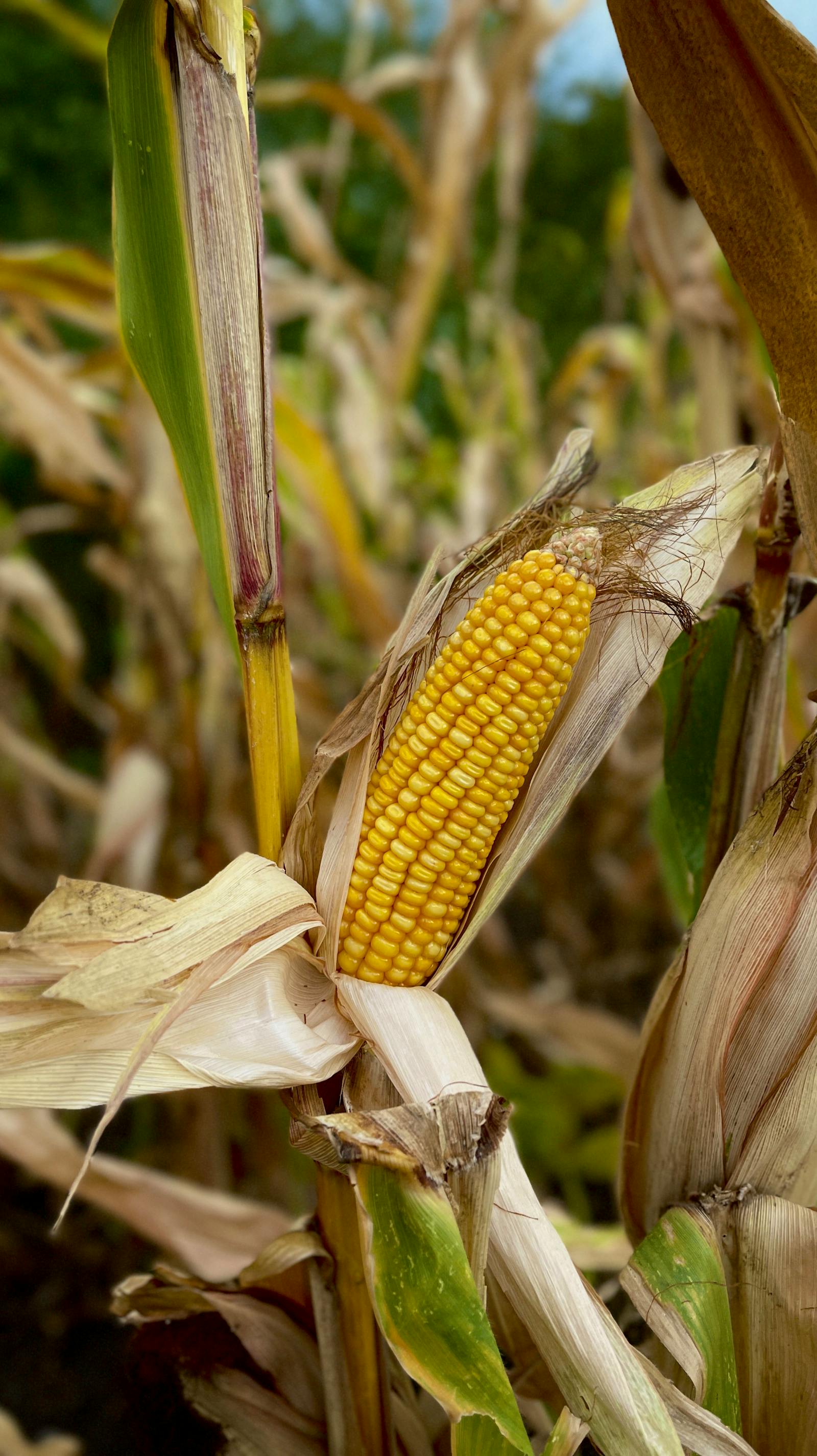 Corn Balls Photos, Download The BEST Free Corn Balls Stock Photos & HD ...