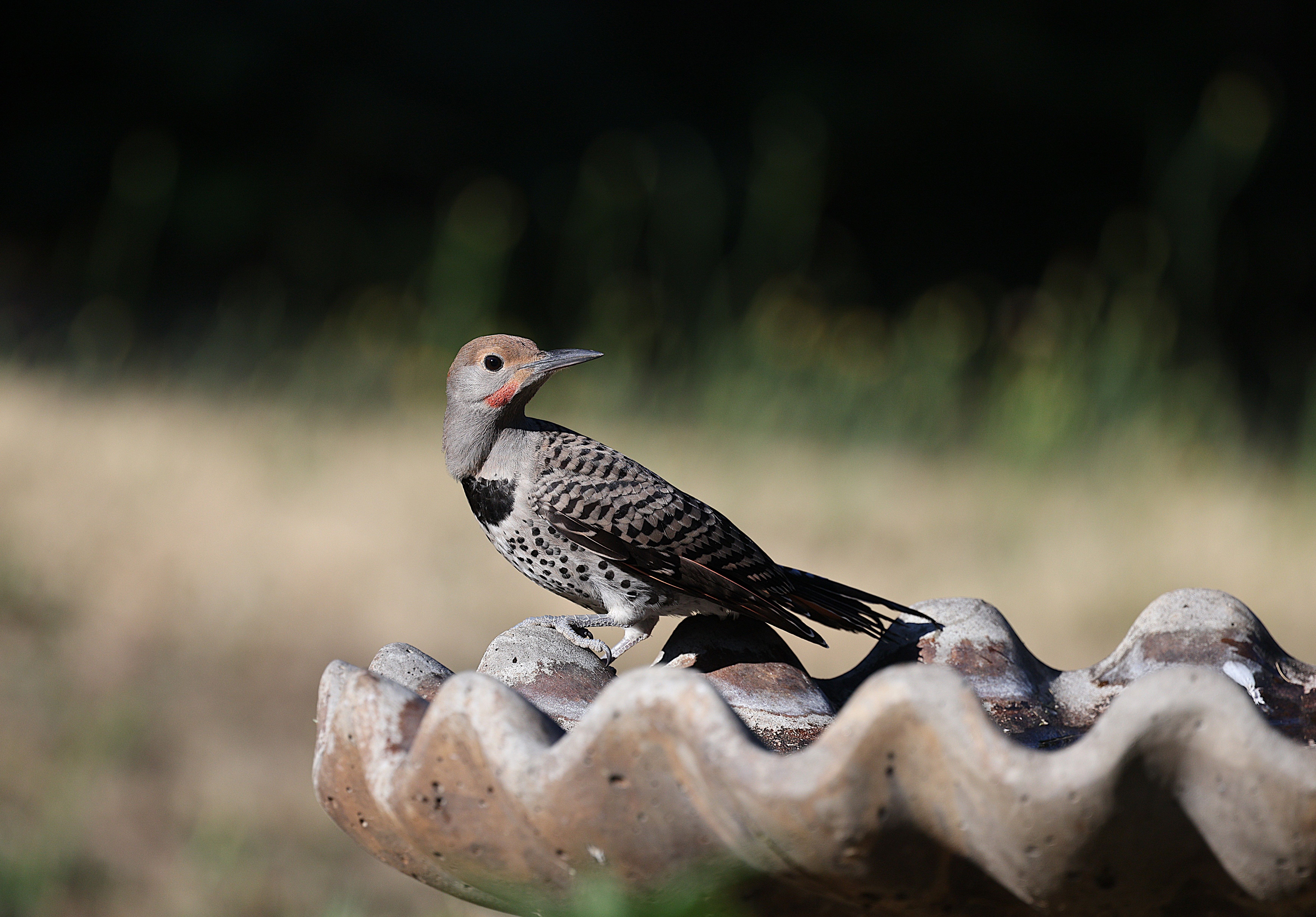 Northern Flicker Perched on a Garden Ornament · Free Stock Photo