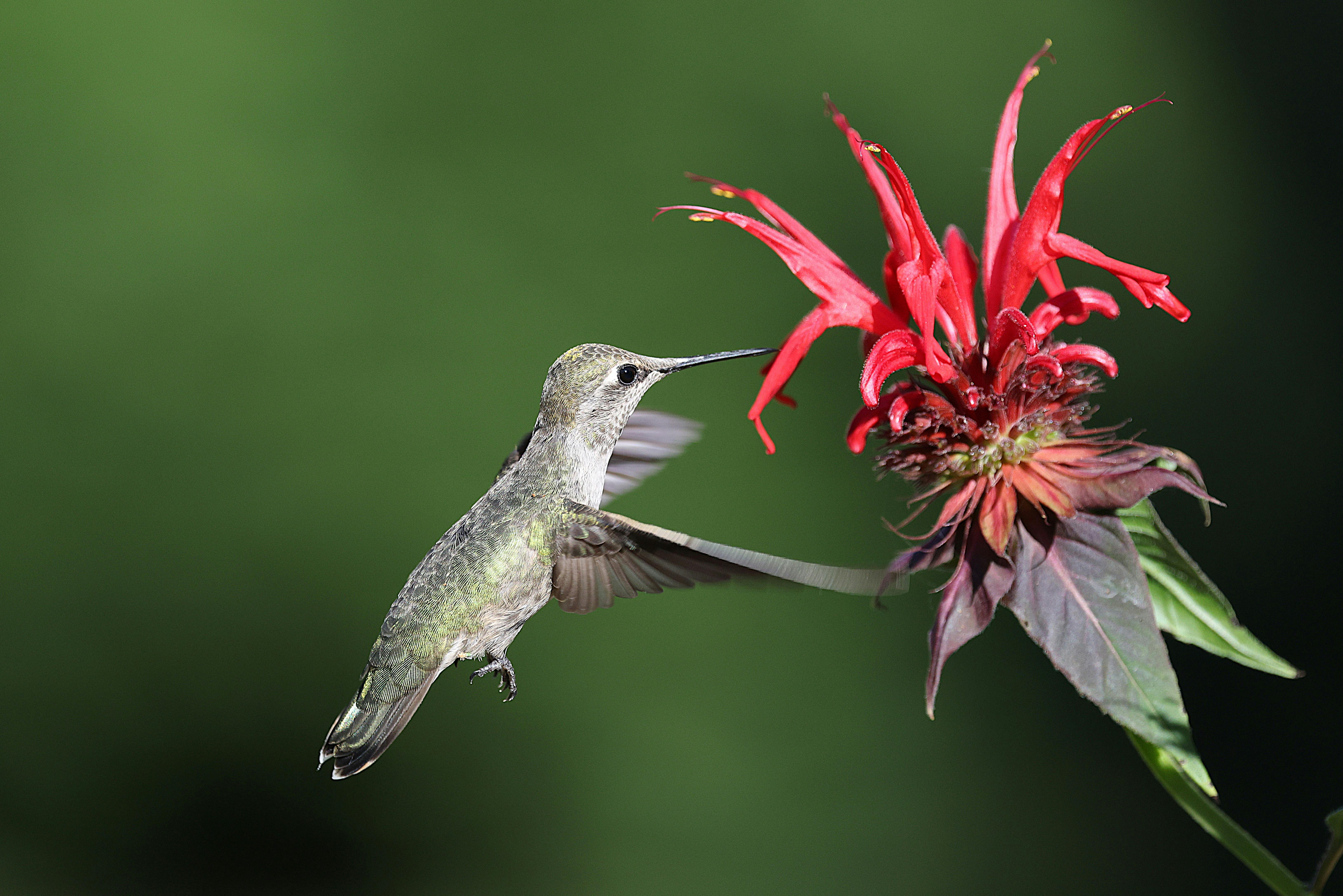 Hummingbird Portrait Photos, Download The BEST Free Hummingbird ...