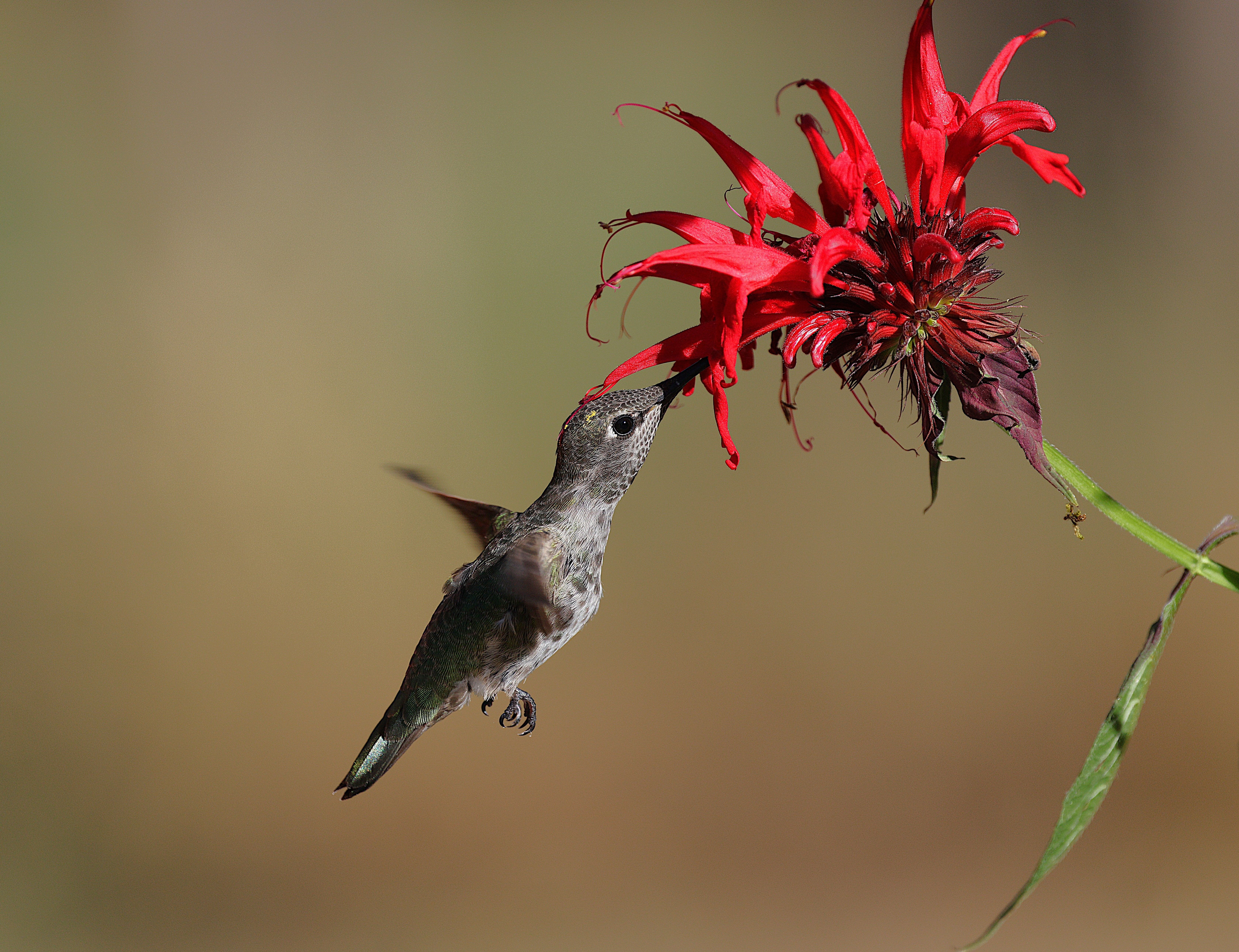 Anna's Hummingbird Feeding on Bright Red Flower · Free Stock Photo