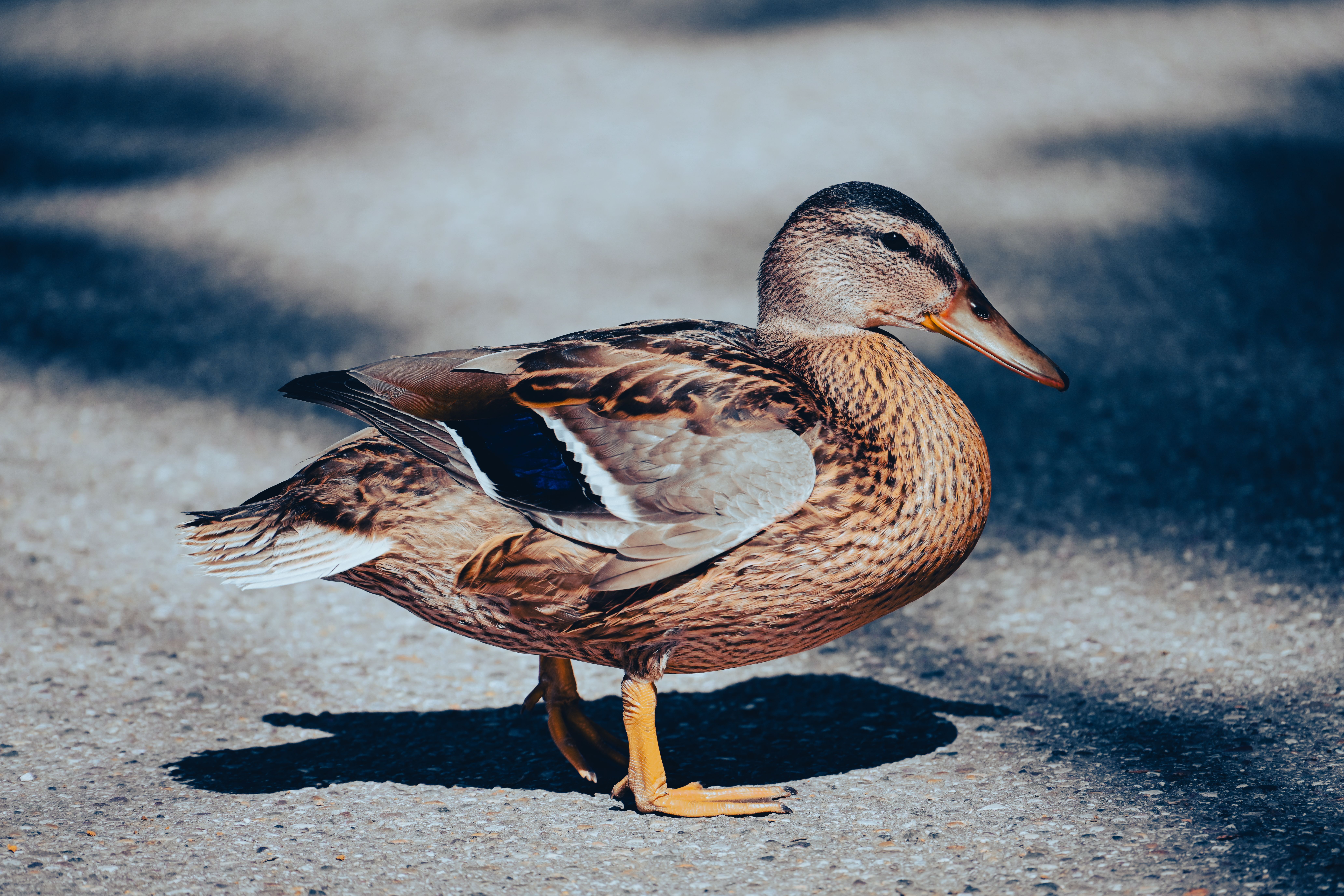 Primer Plano De Un Pato Real En Un Día Soleado · Foto de stock gratuita