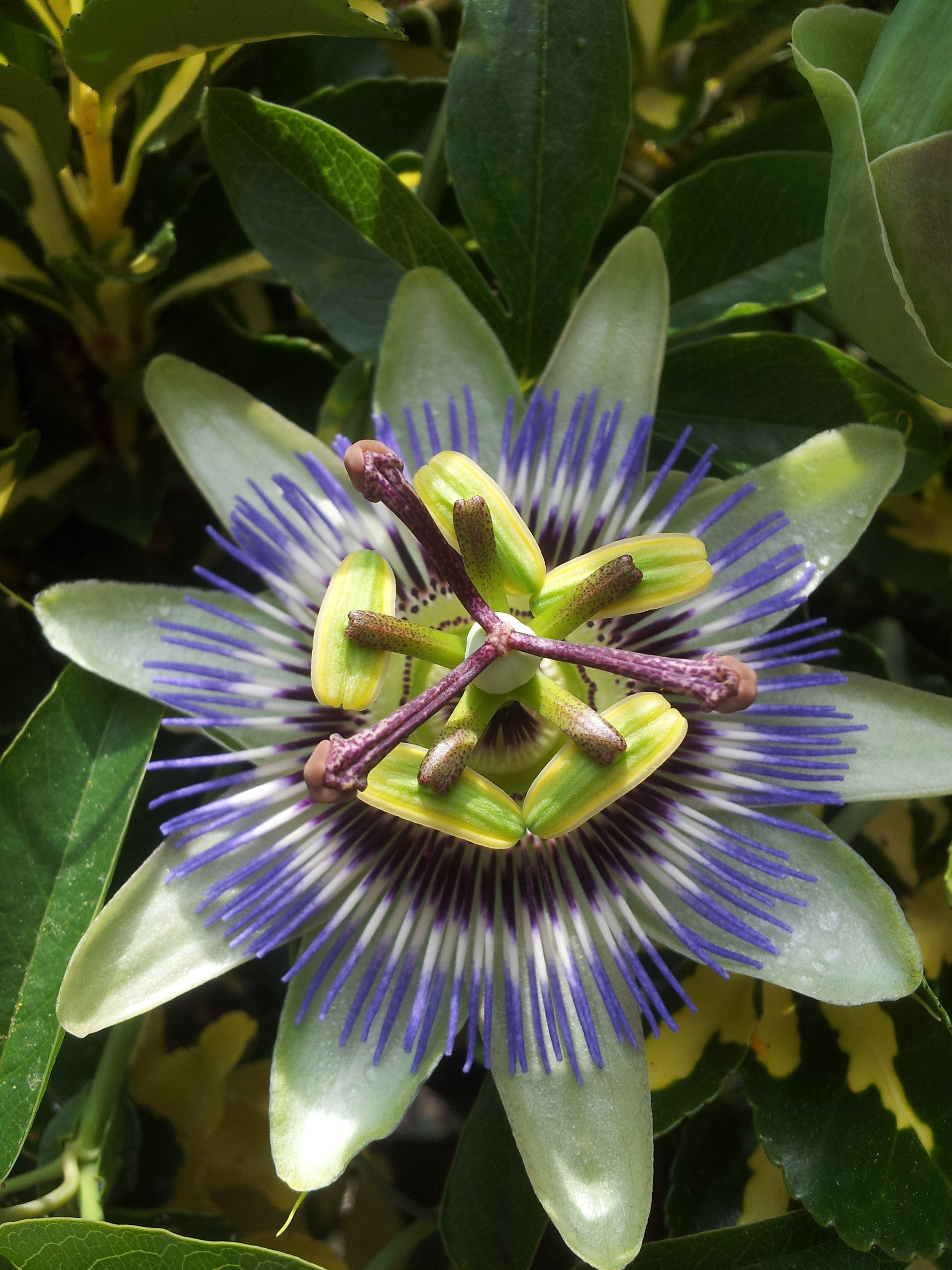 Close-up of a Passion Flower with Vibrant Colors · Free Stock Photo