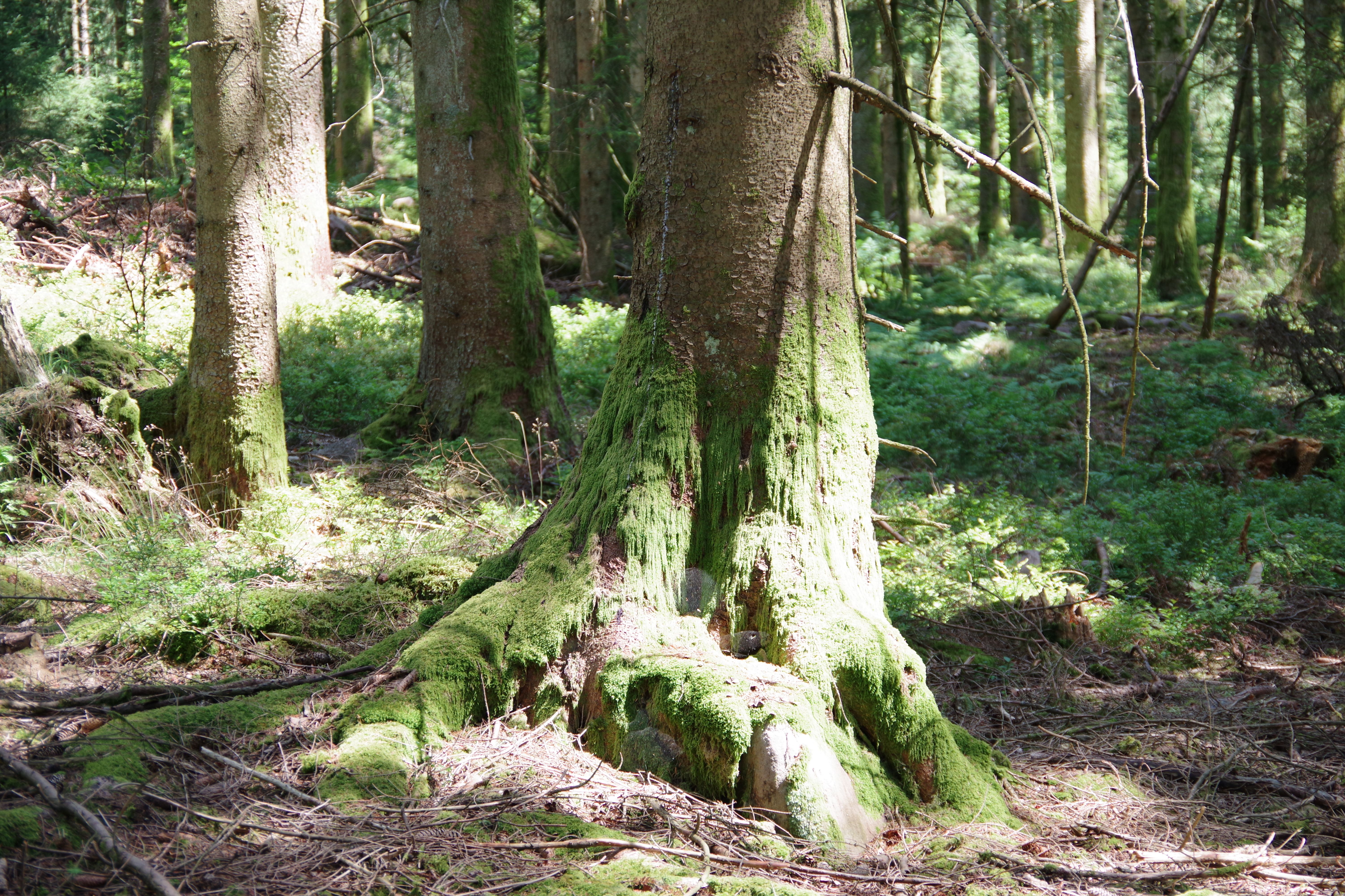 Forest Floor and Tree Trunk in Moss · Free Stock Photo