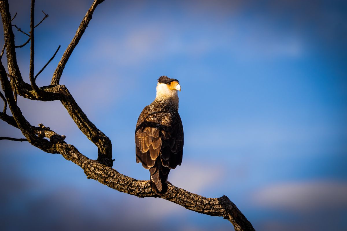 Yellow Headed Caracara: Friendly Bird Facts & Habitat