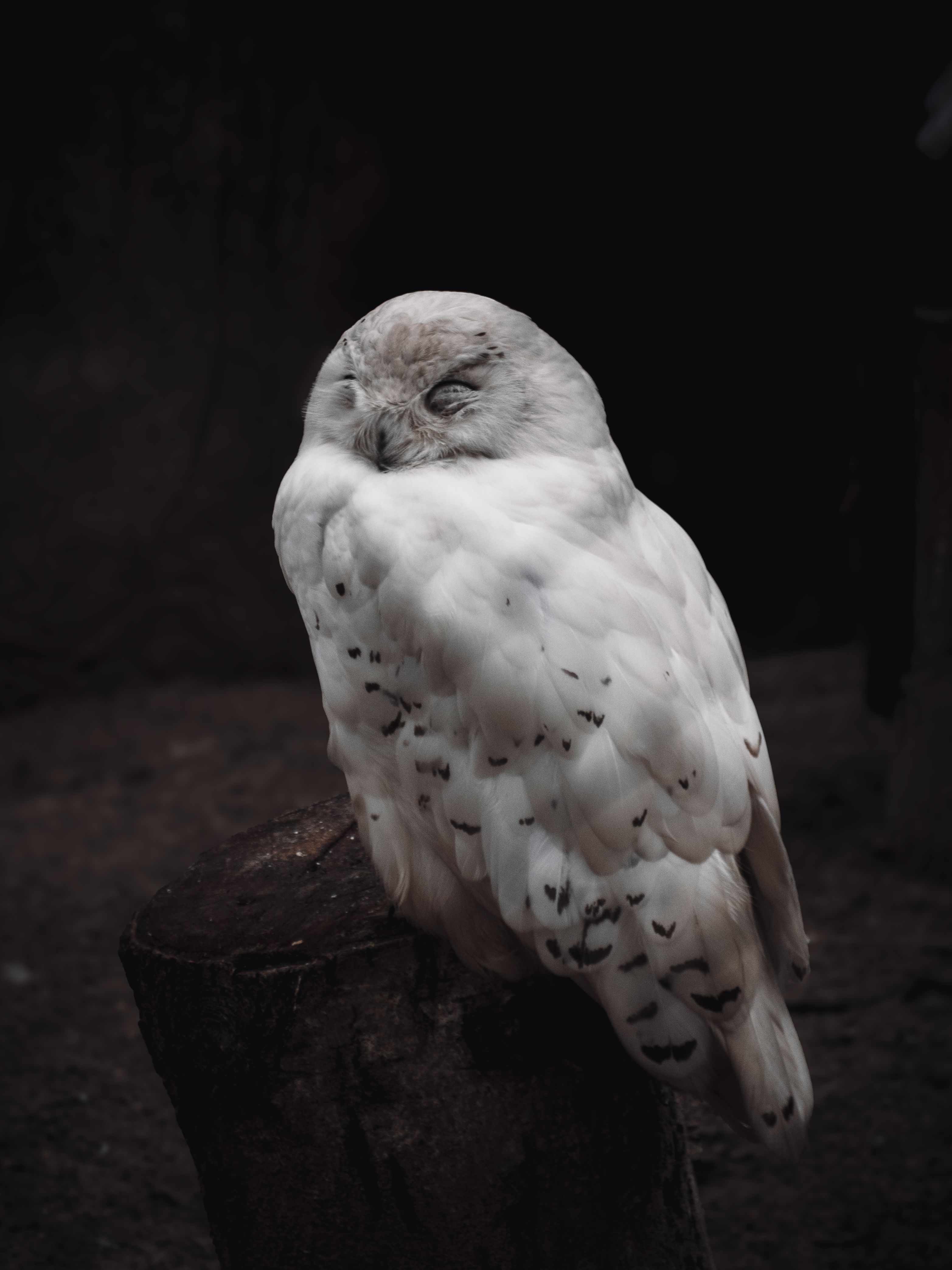Peaceful Snowy Owl Perched on a Tree Stump · Free Stock Photo
