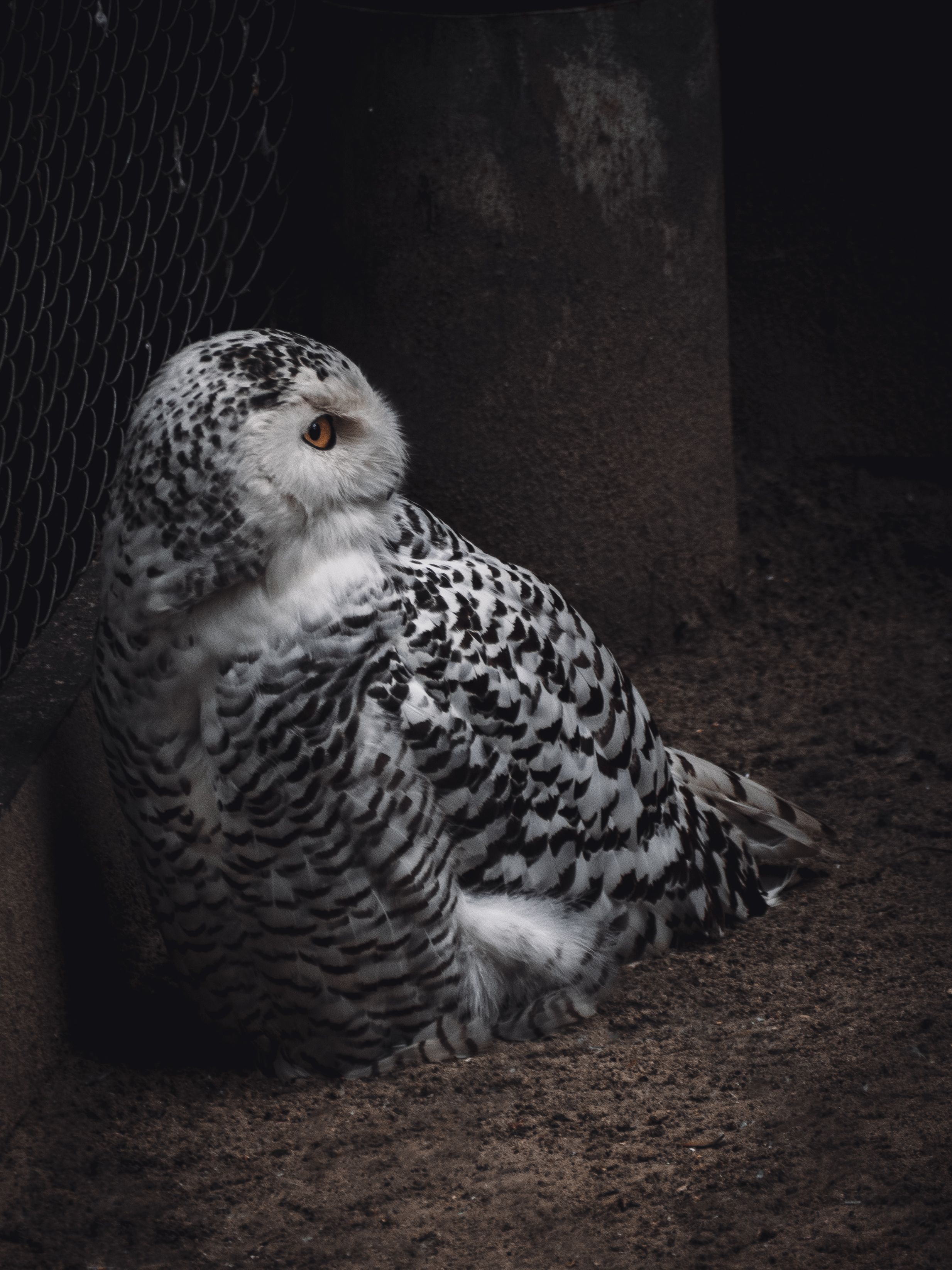 Owl Feet Mark Photos, Download The BEST Free Owl Feet Mark Stock Photos ...