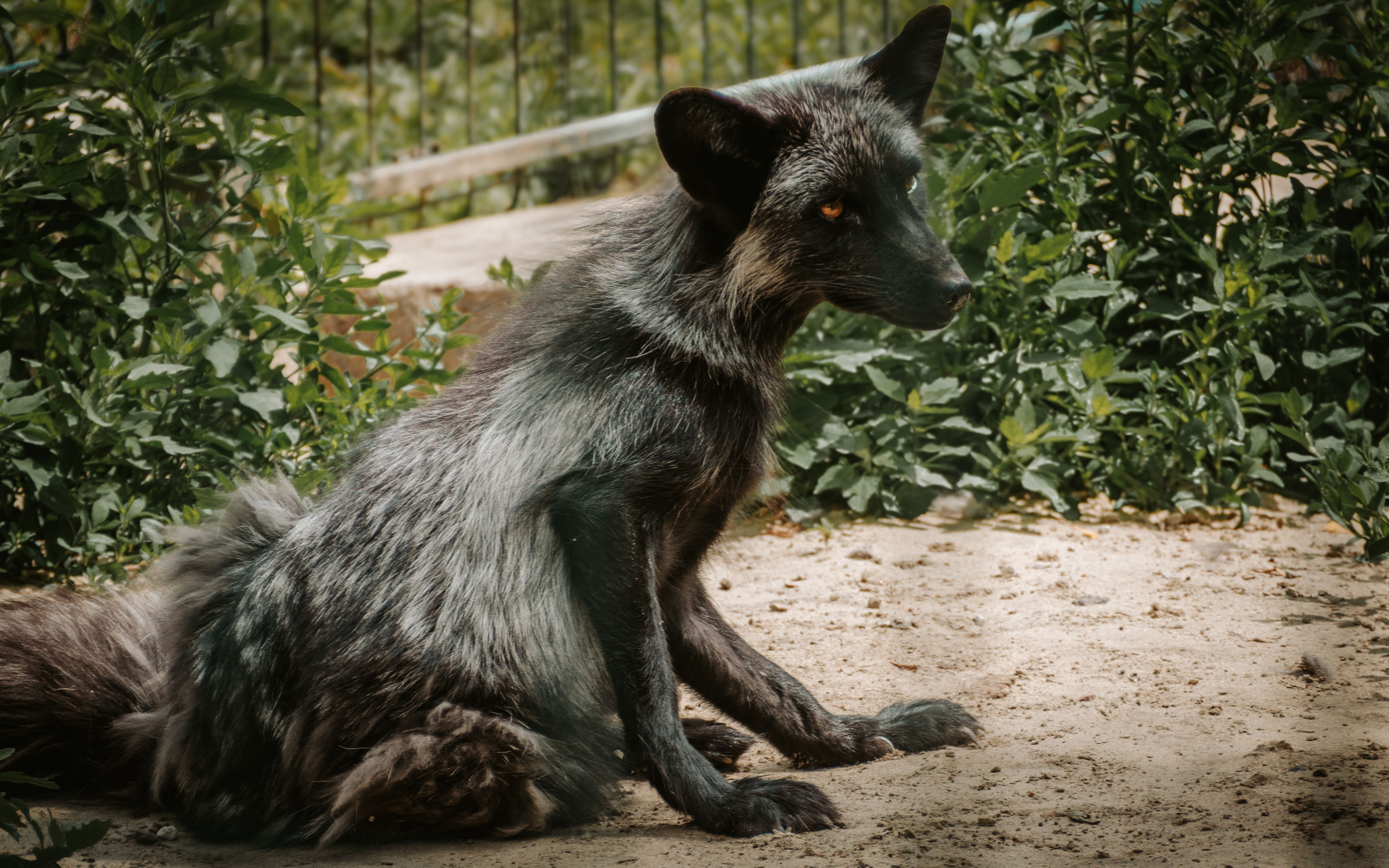 Fox In The Forest Photos, Download The BEST Free Fox In The Forest ...