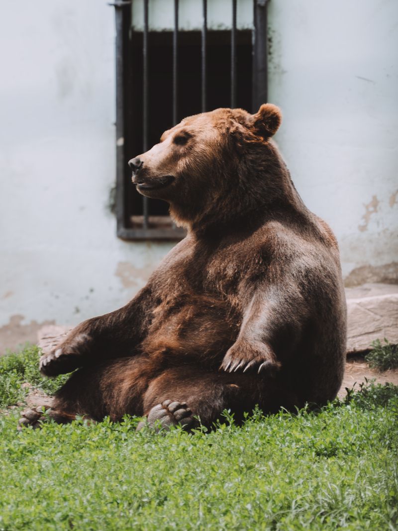 5.453+ Fotos y Imágenes de Oso+maduros Gratis · Banco de Fotos Gratis