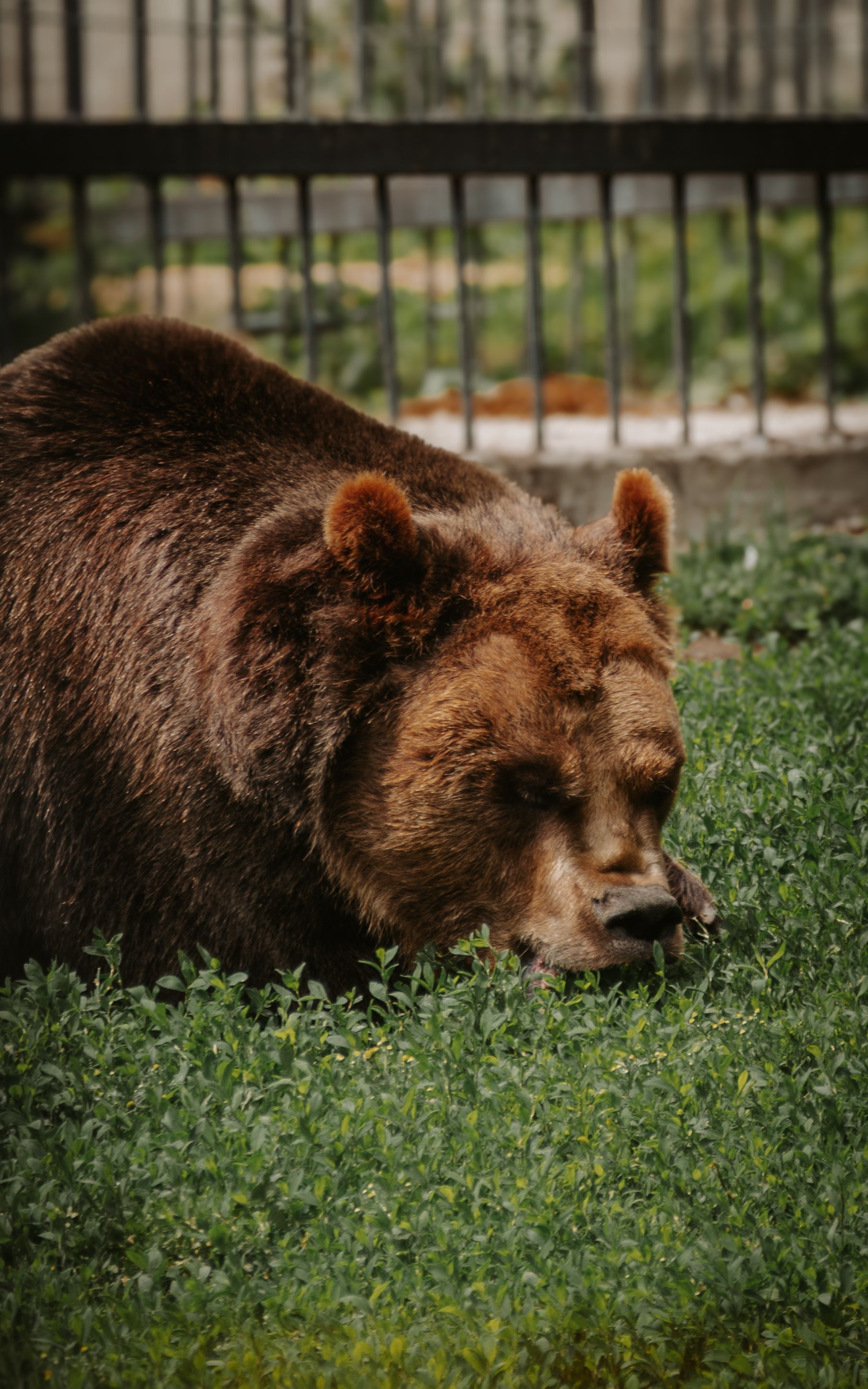 Close-up of Eurasian Brown Bear in Natural Habitat · Free Stock Photo