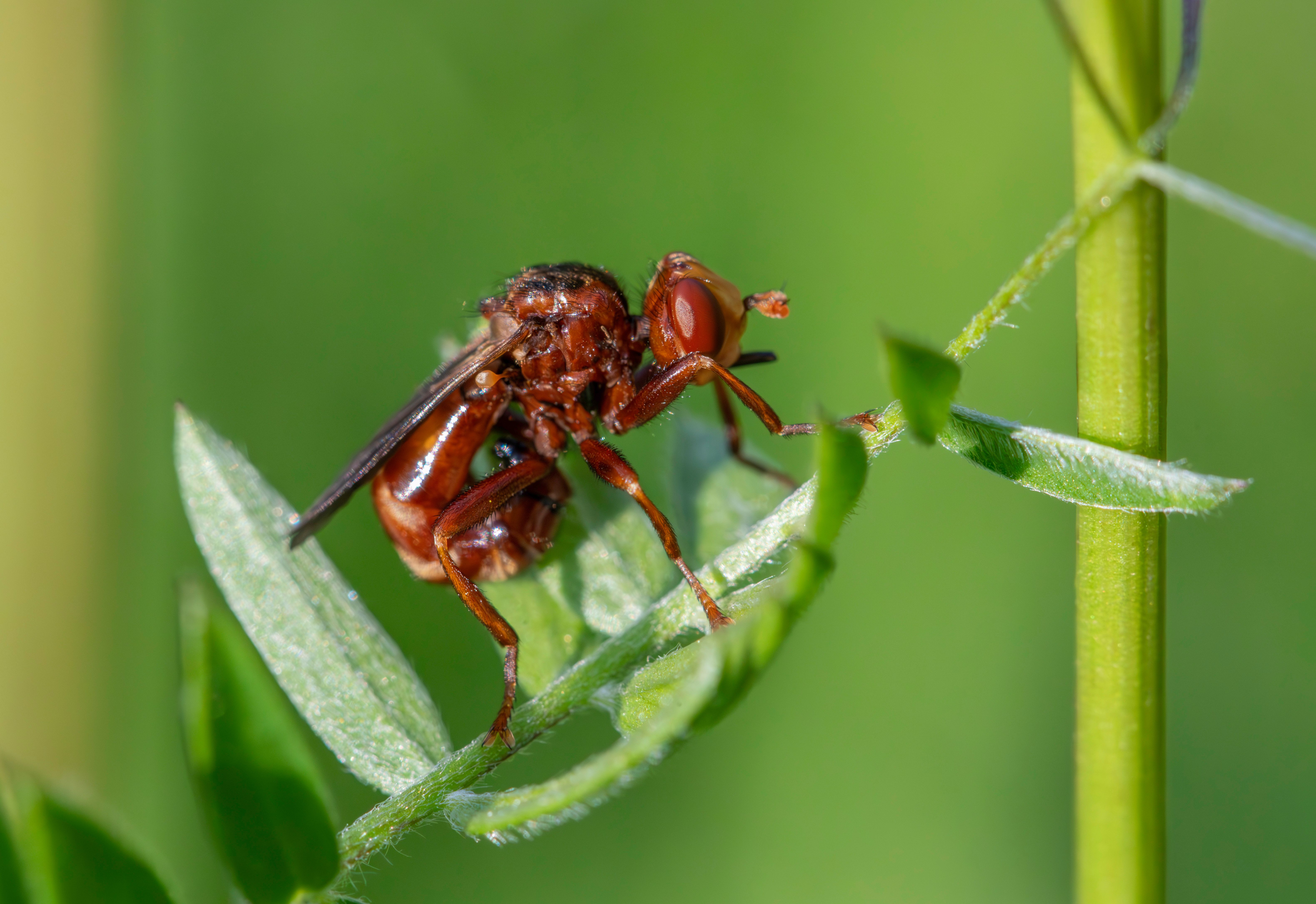 Big Flies Photos, Download The BEST Free Big Flies Stock Photos & HD Images