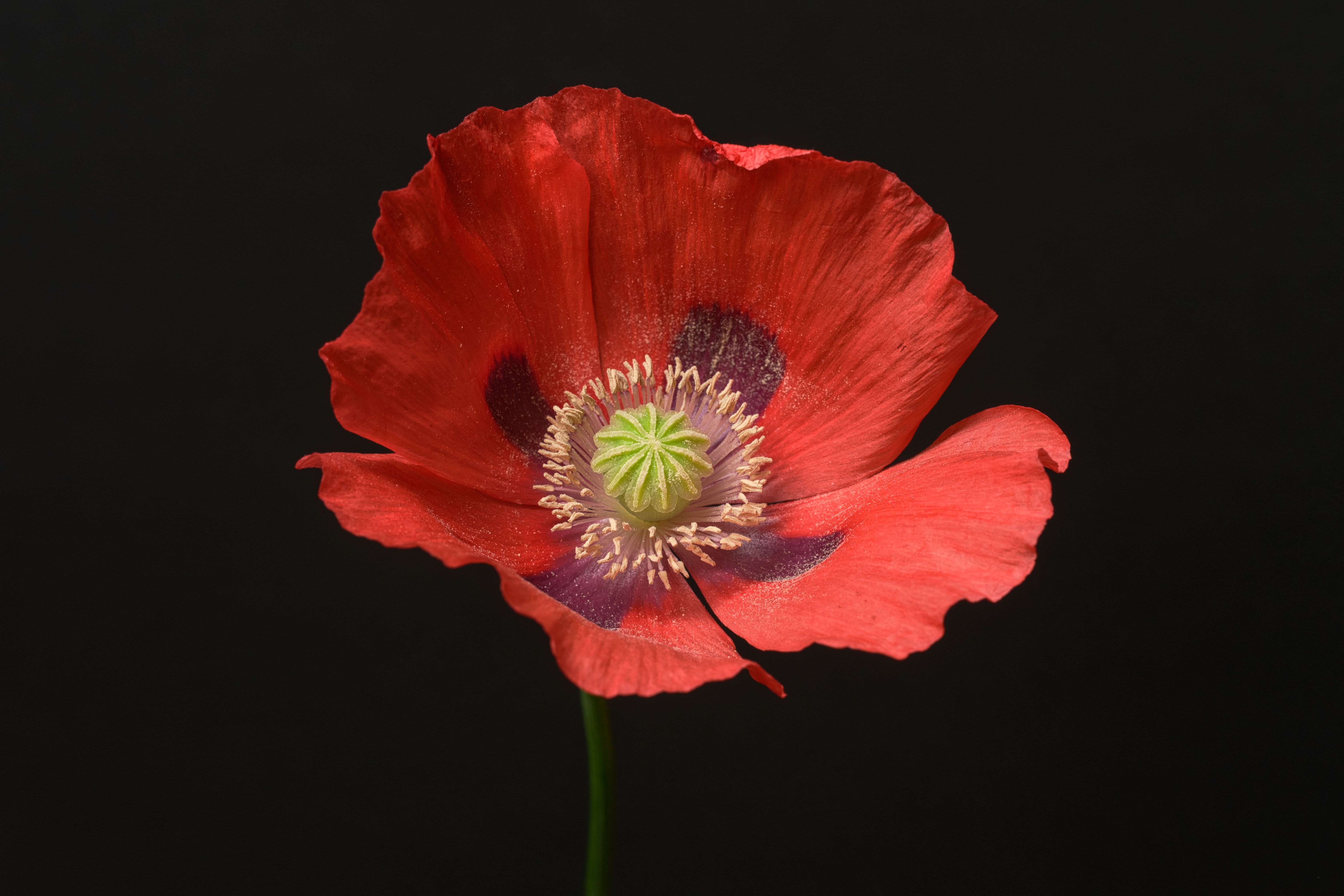 Butt Poppy Photos, Download The BEST Free Butt Poppy Stock Photos & HD ...